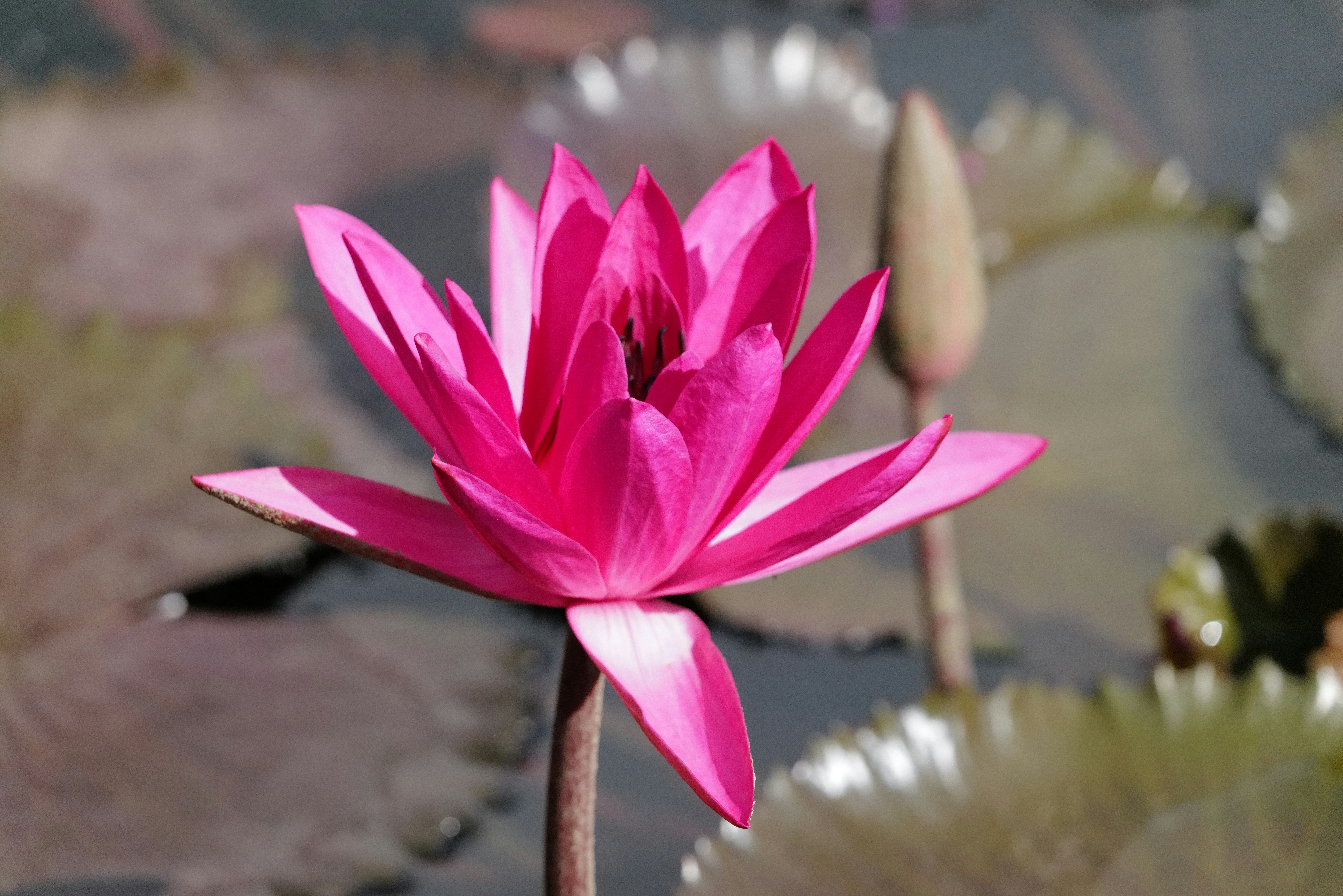Pink Water Lily in Focused Bloom Across Quiet Pond