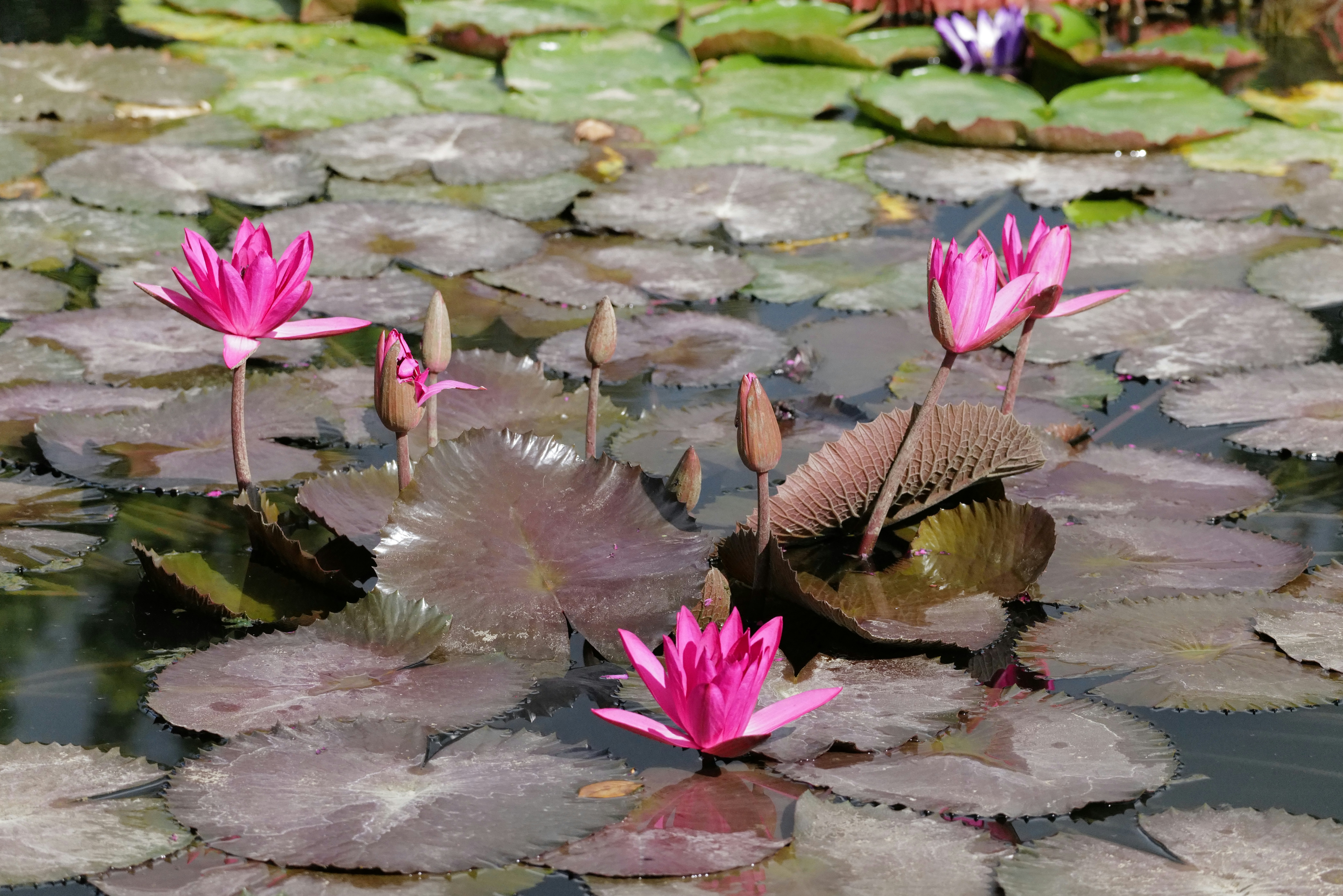 Floral Chorus: Pink Water Lilies Amid Floating Leaves