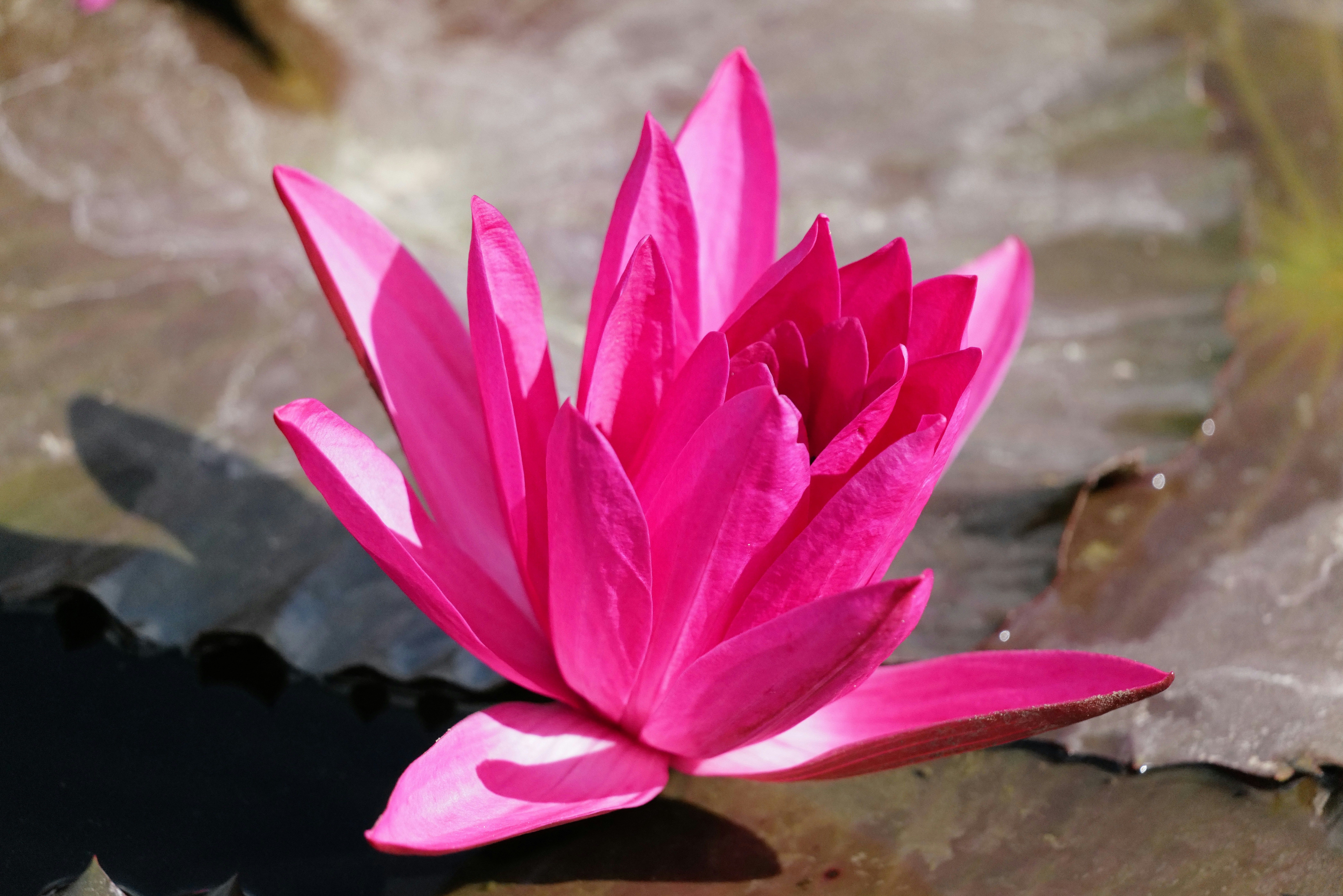 Bright Magenta Water Lily Centerstage Amid Quiet Pond