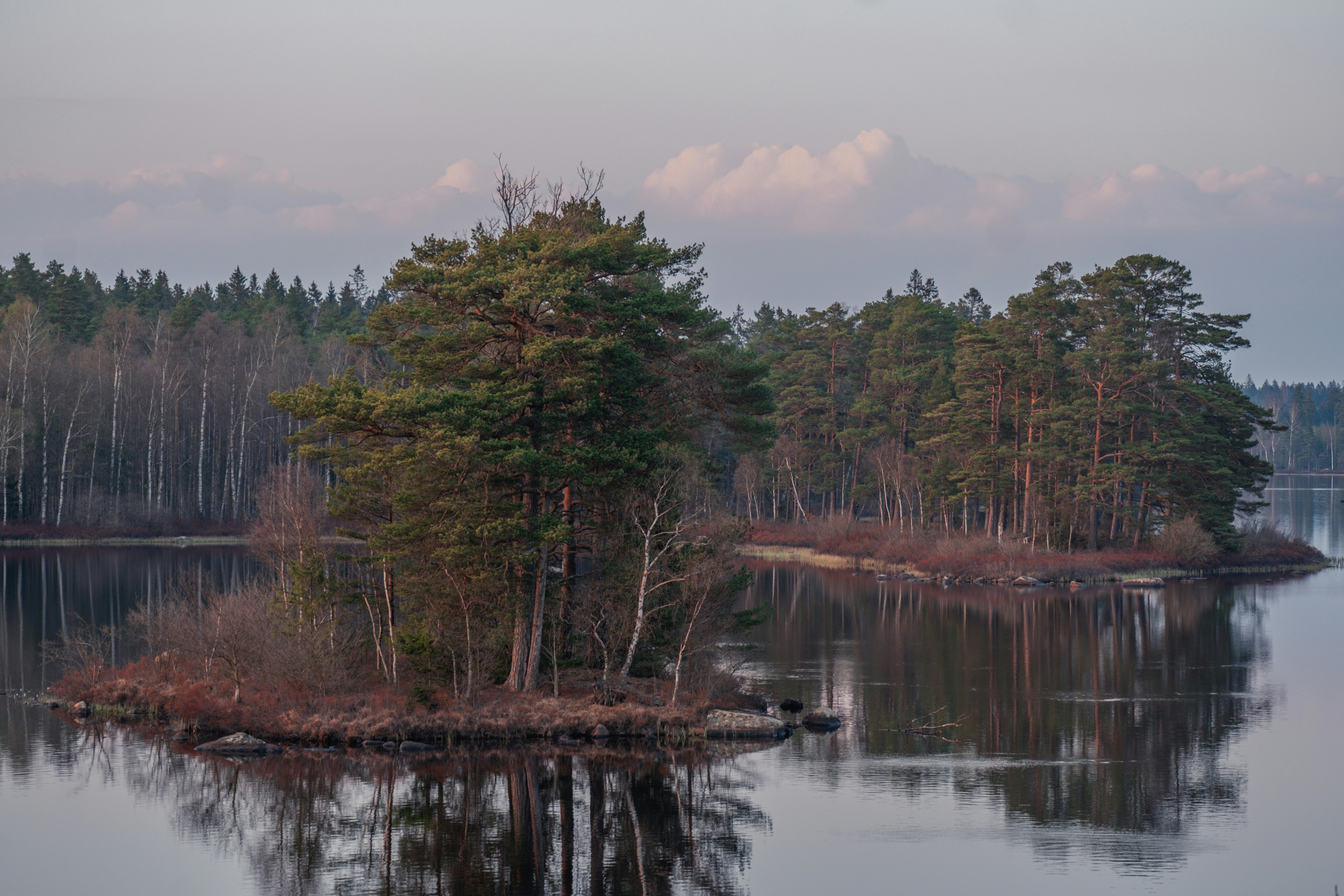 Island Wake: Pines Standing Silent in Glassy Echoes