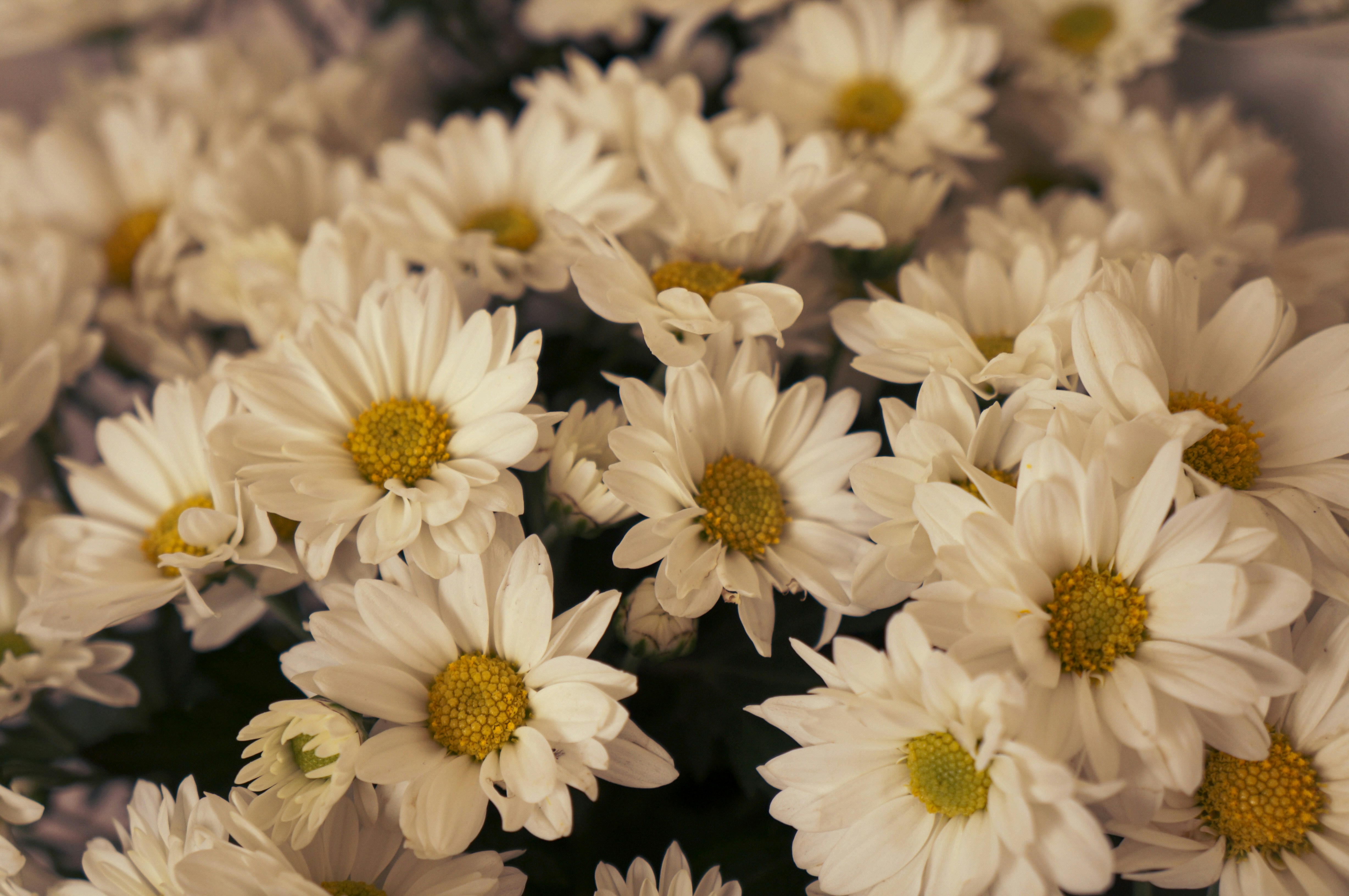 Cluster of white daisies with yellow centers in dense bloom, soft natural light; macro-like floral detail with creamy petals and subtle green undertones. End with a period.