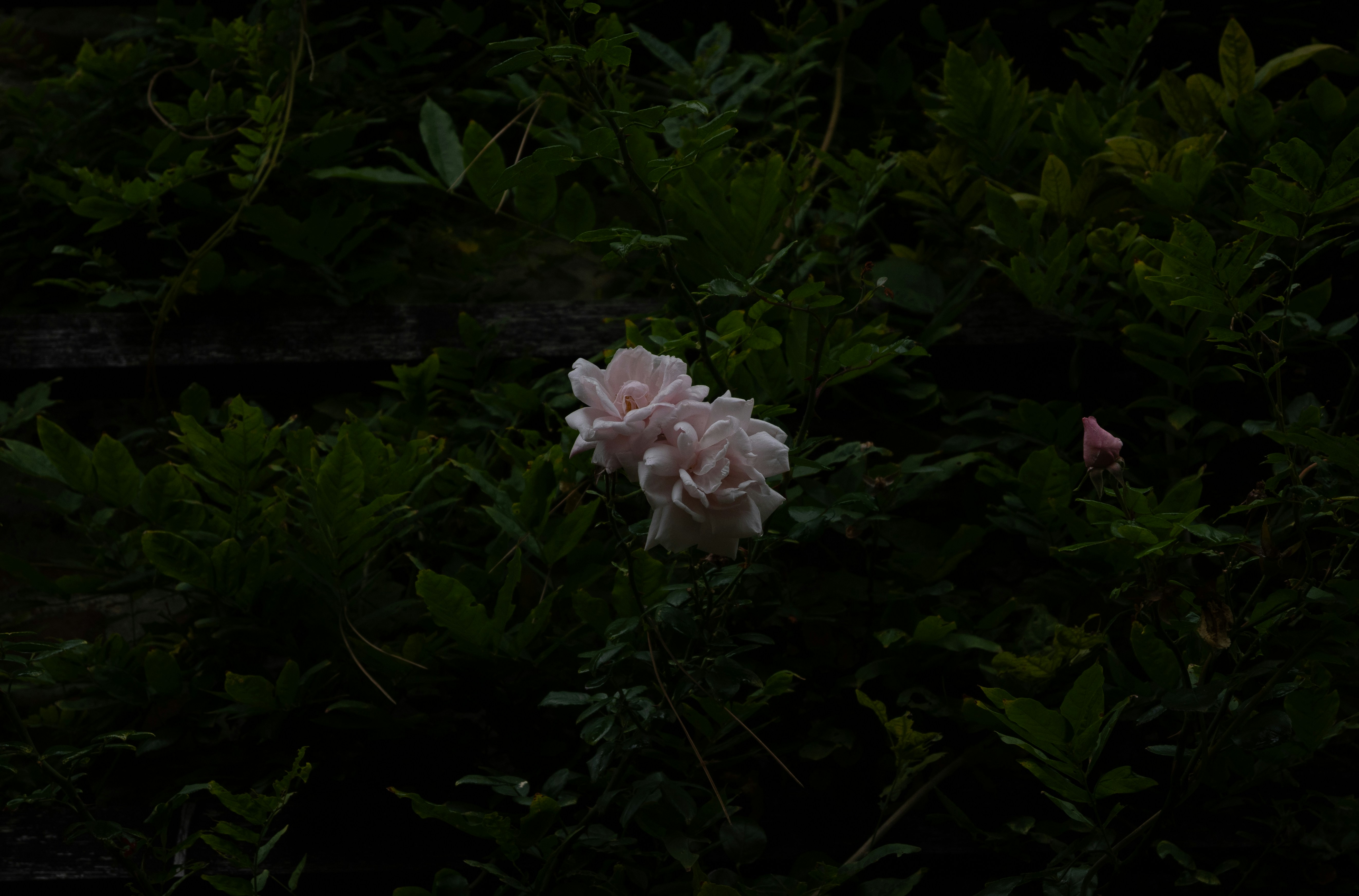 A delicate pale rose emerges from dark green foliage in a dim garden scene. The subtle bloom stands as the focal point against the deep background. This is a photographic capture of a flower in low light.