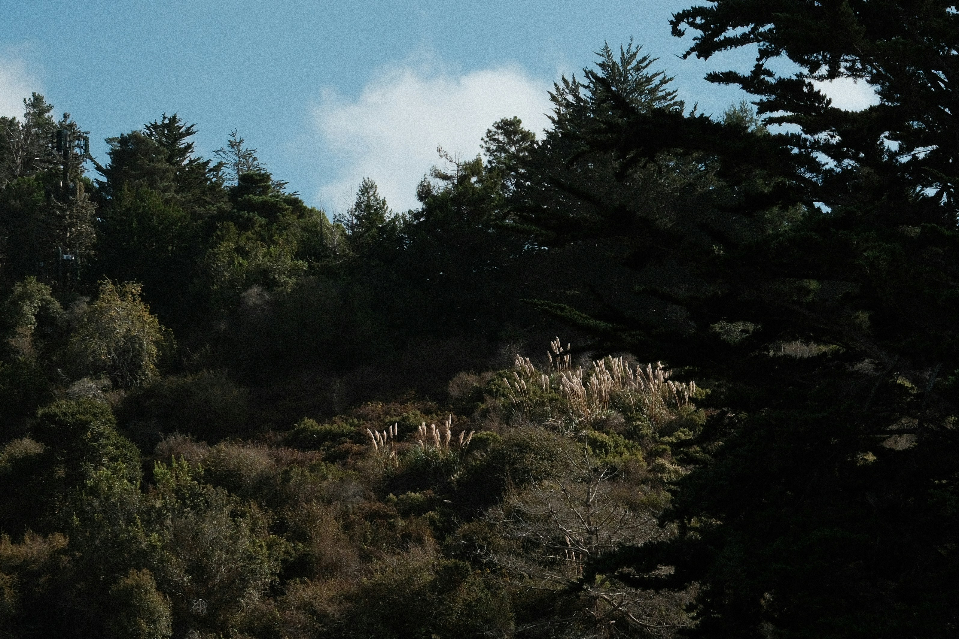 Sunlit Ridge of Pampas Grasses Amid Forest Canopy
