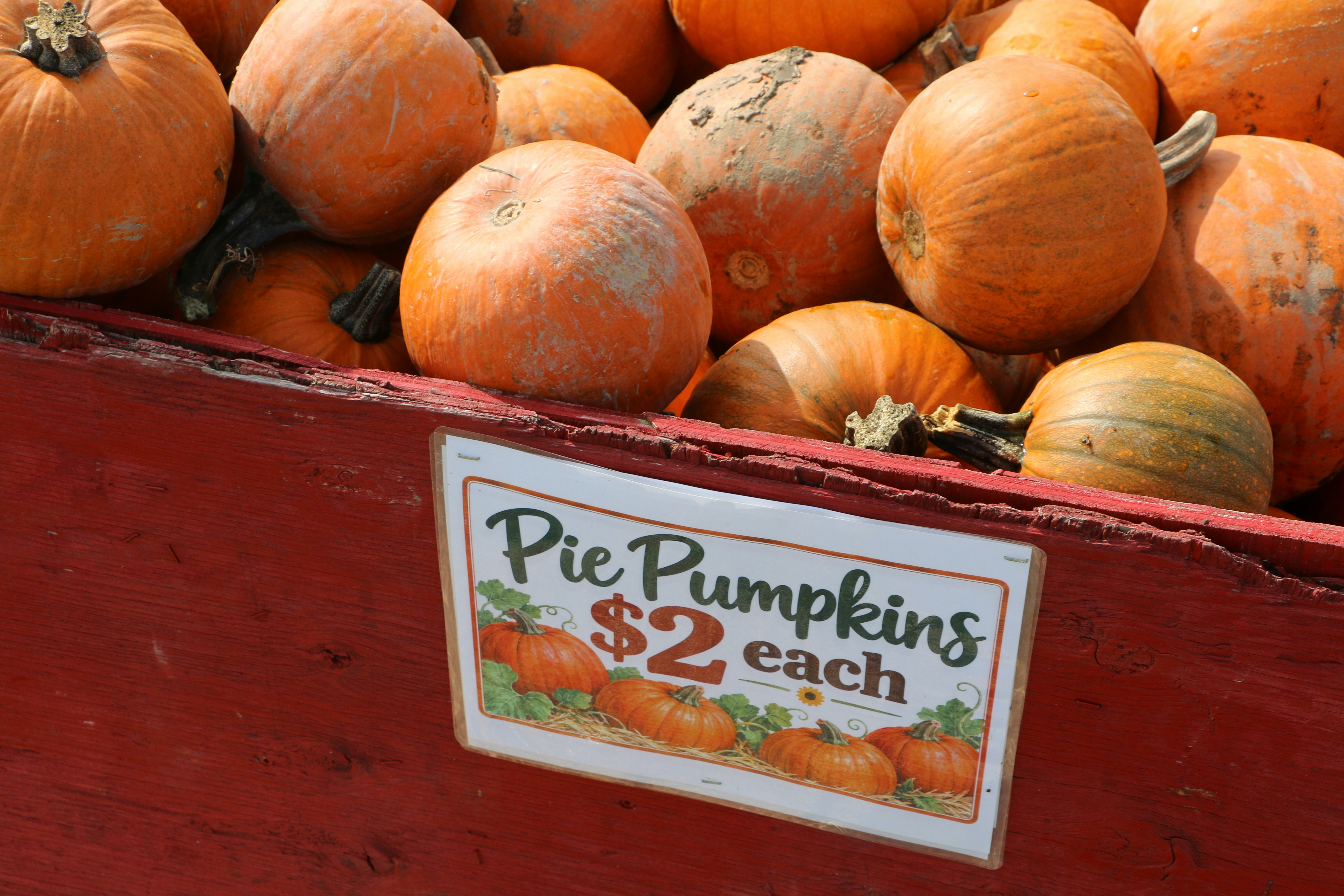 Pumpkin Patch Ledger: A Red Bin Full of Autumn Orbs