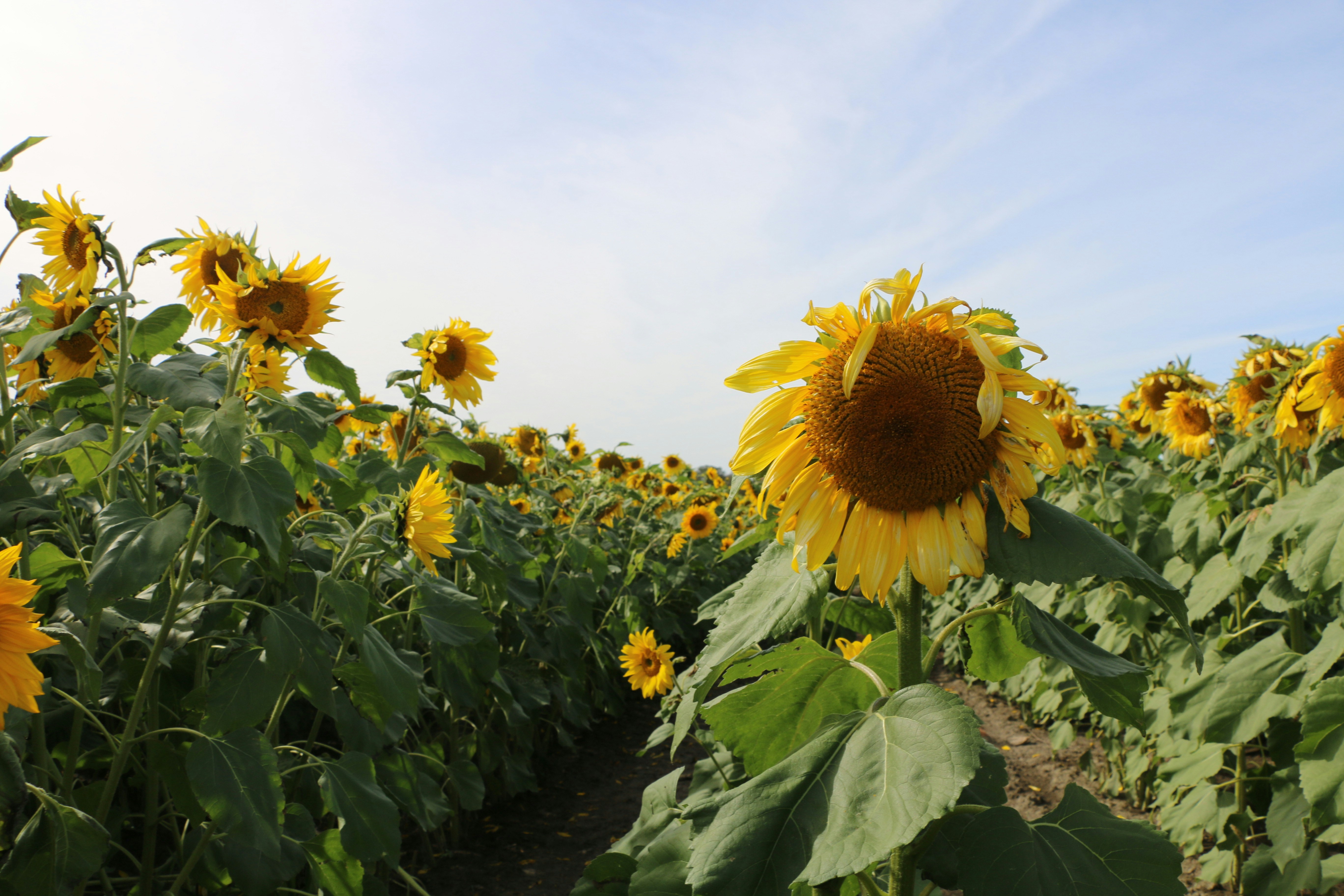Sunlit Sentinel: A Field of Golden Sunflowers