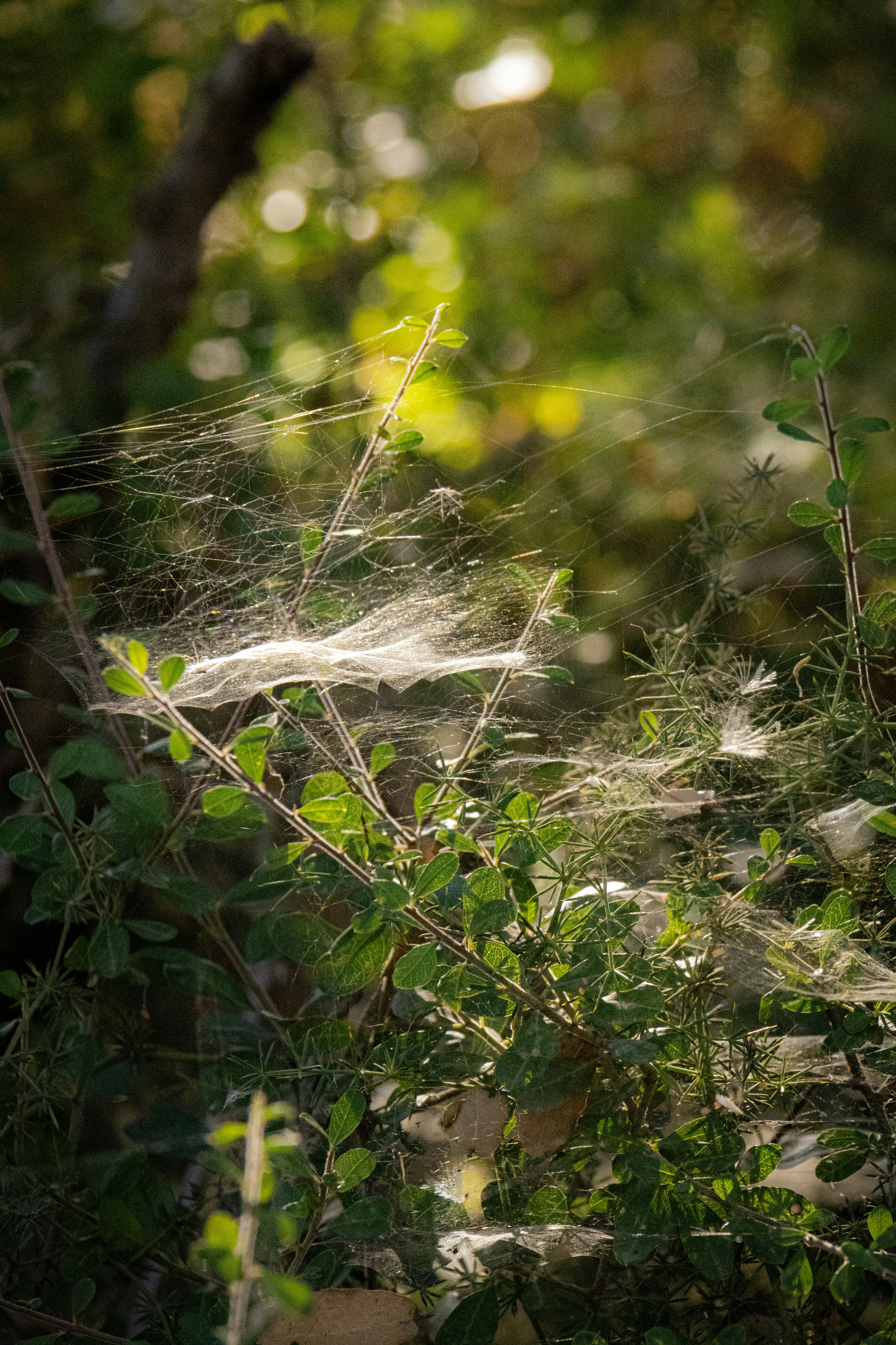 Silken Threads of Morning Light in a Webbed Greenery