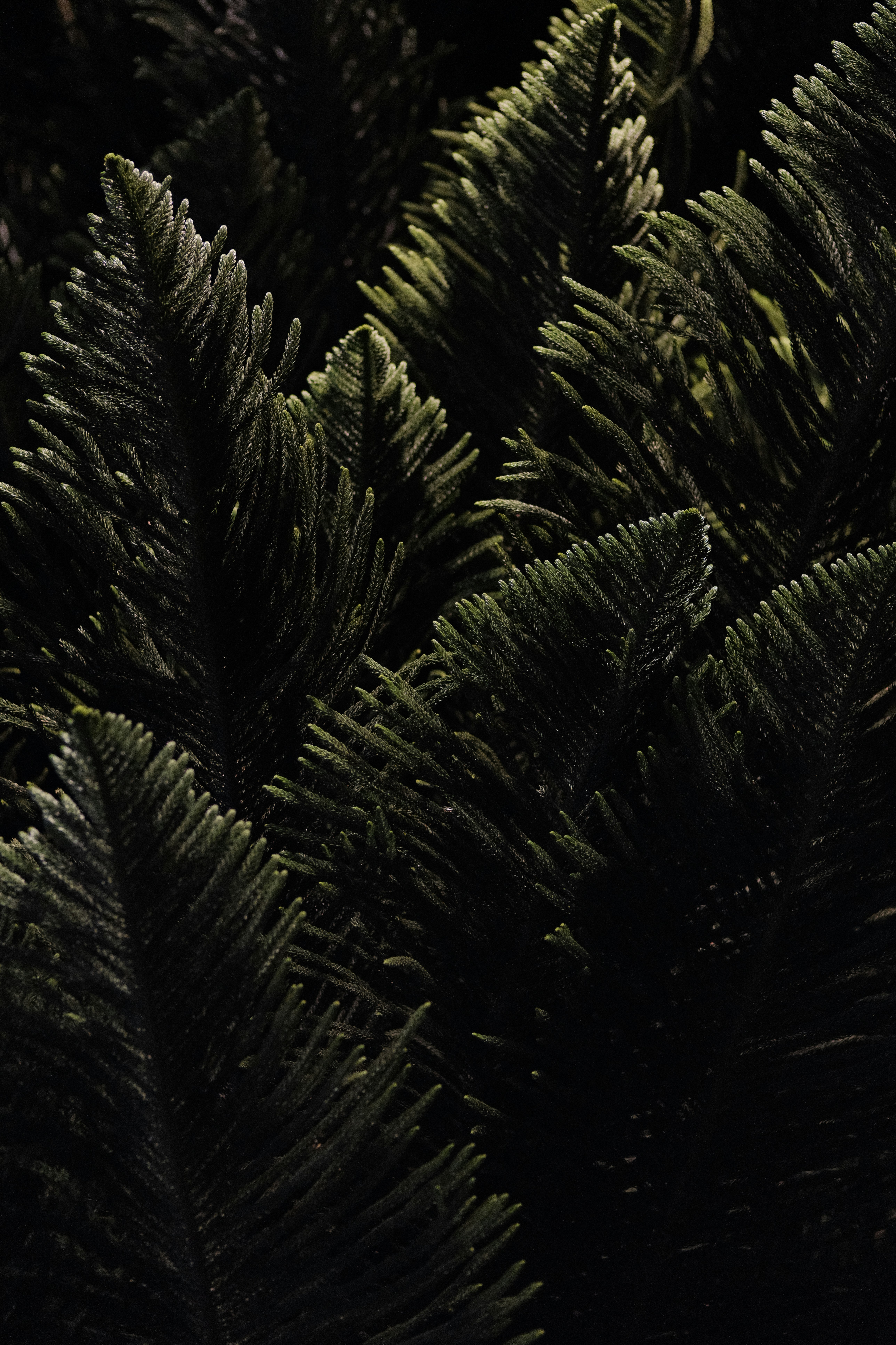 Midnight Ferns: Textured Pines of Shadowed Green