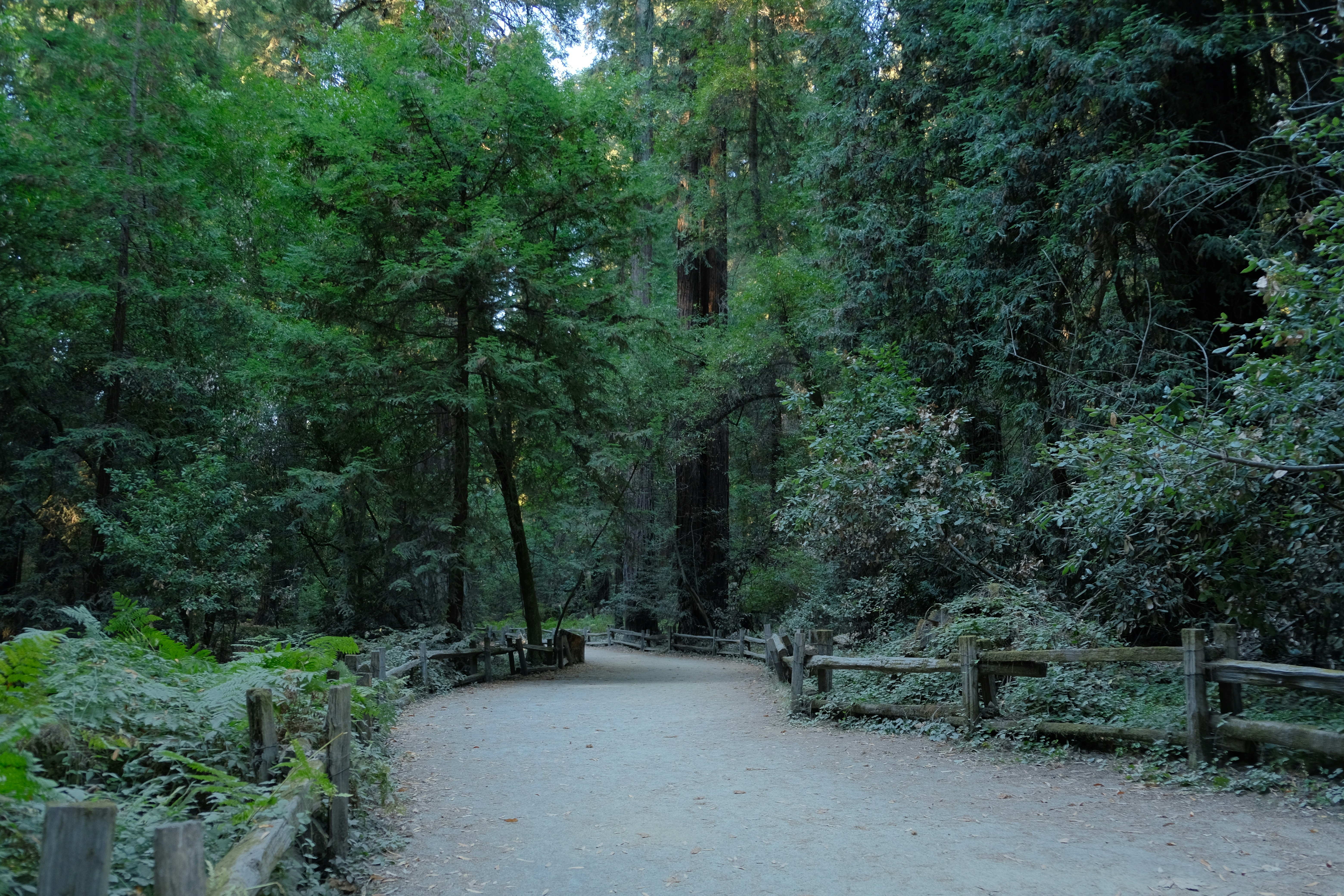 A tranquil forest pathway lined with wooden rails extends into the shade, inviting exploration. The scene emphasizes natural greens and a calm, gravel-surfaced trail.