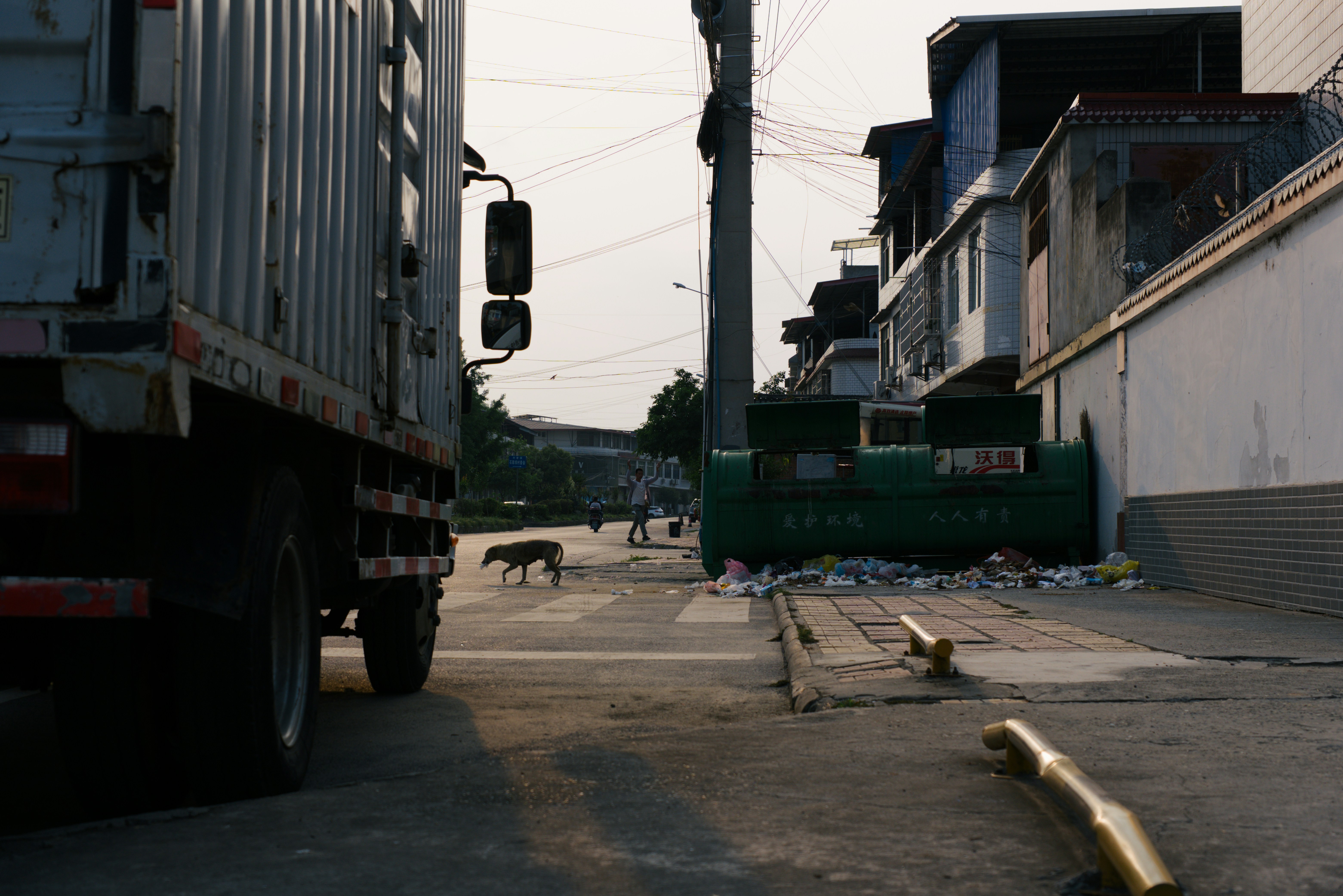 Street Habitat: A Cautionary Quiet Under a Drooping Sky