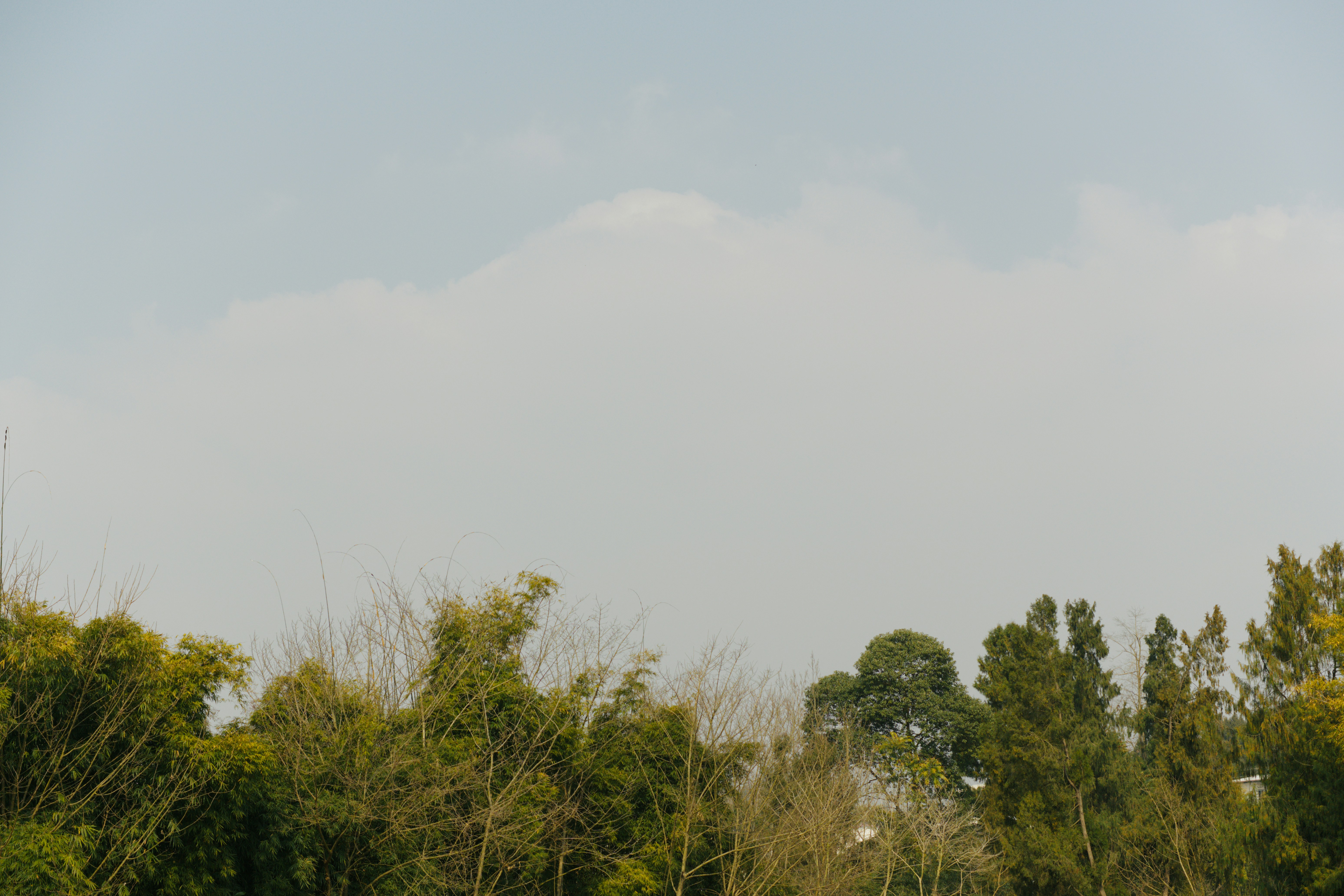 Low Horizon, Quiet Trees: A Dawn-like Edge of Forest