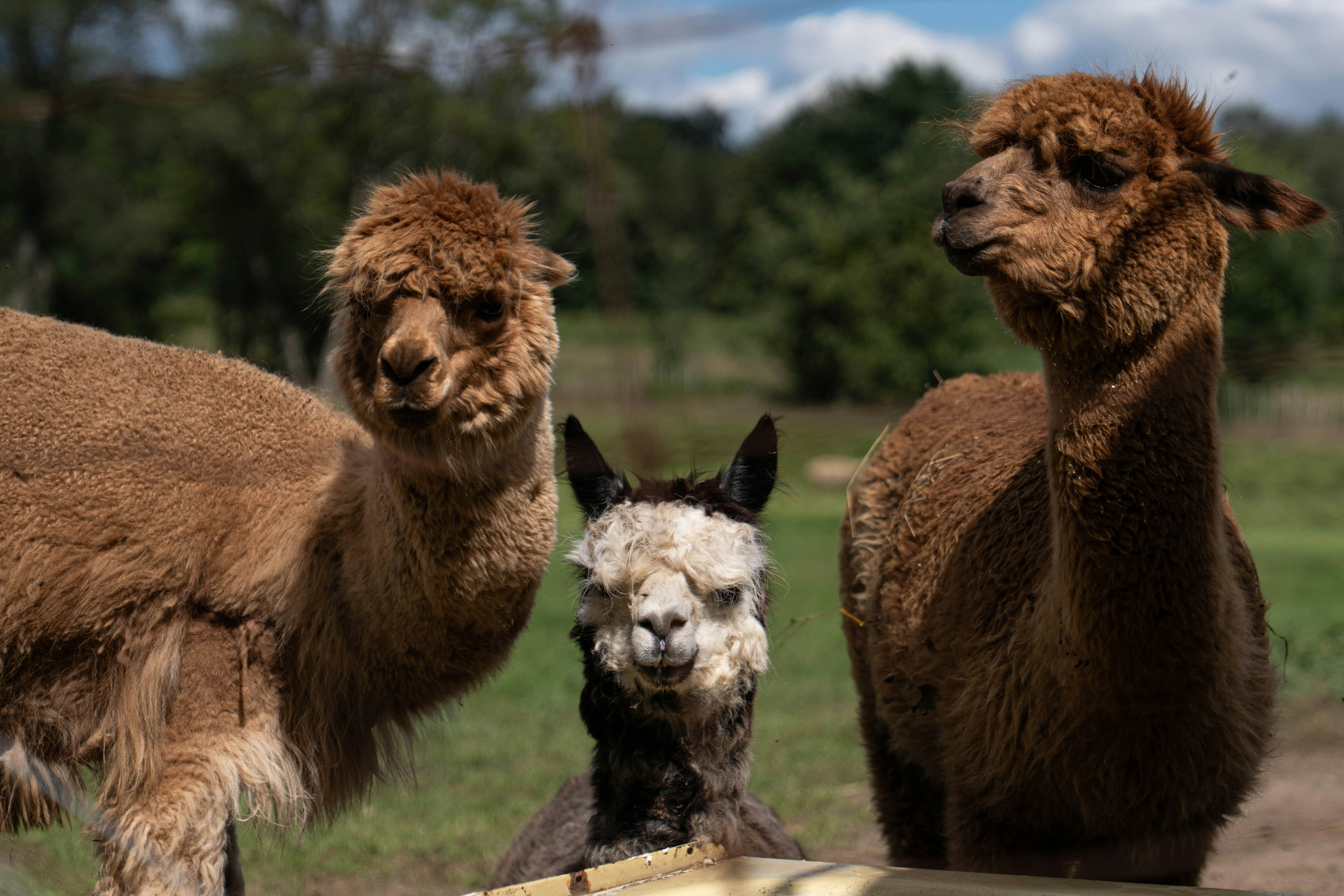 Alpaca Trio at the Fence: Curious Close-Up