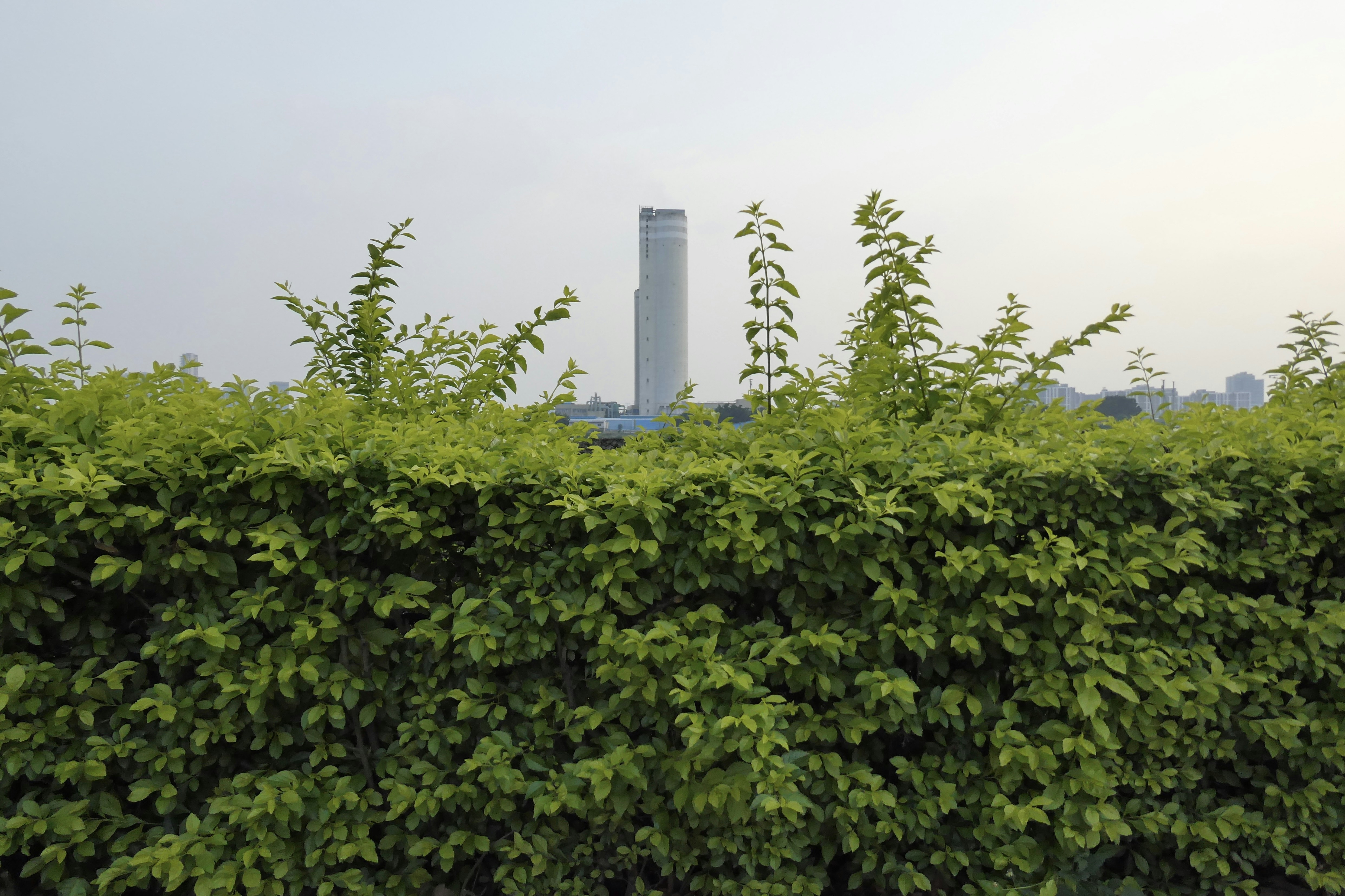 Urban Skyline Peeking Over a Green Hedge