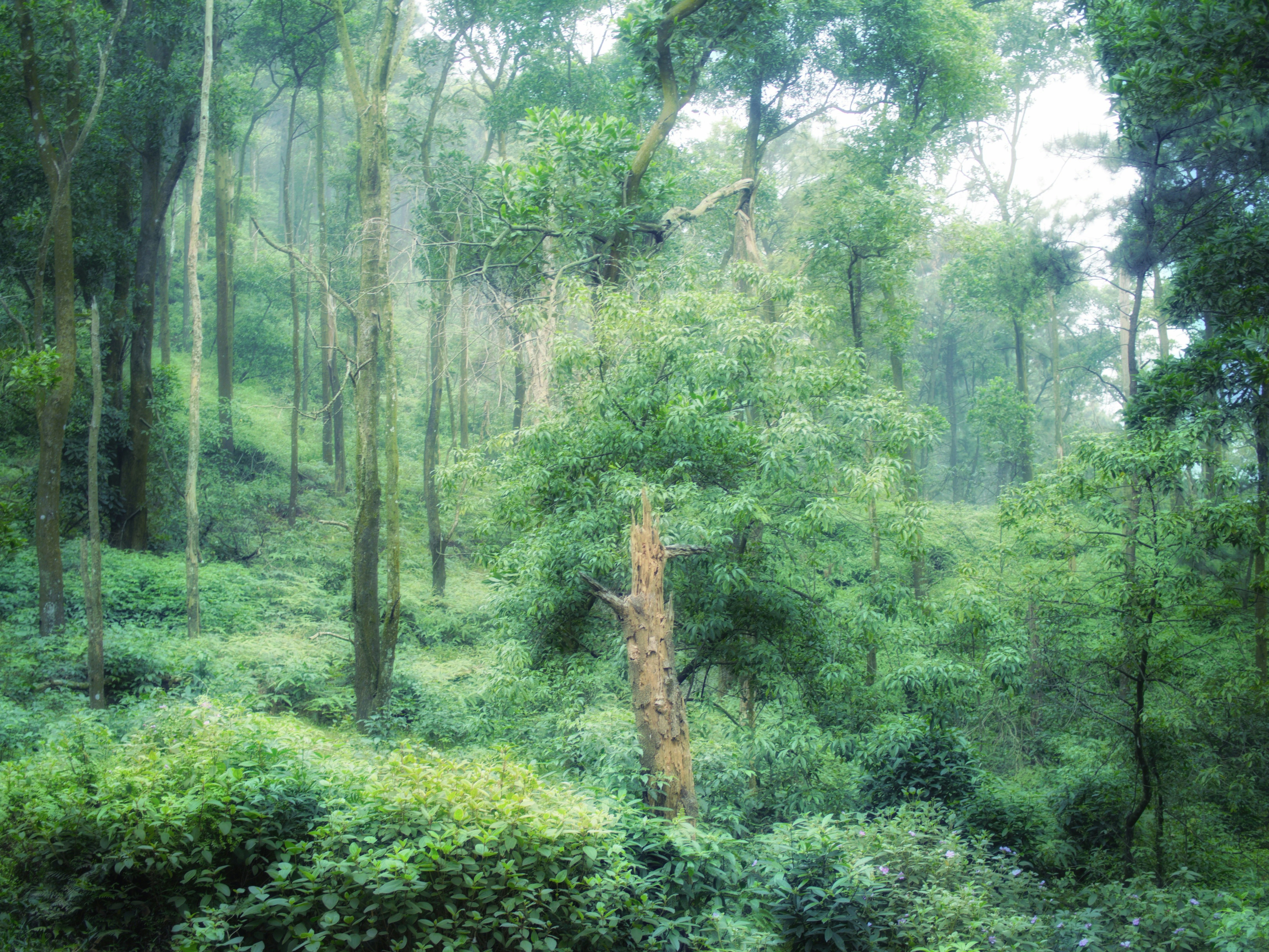 Mist-Laced Grove: A Quiet Forest Edge