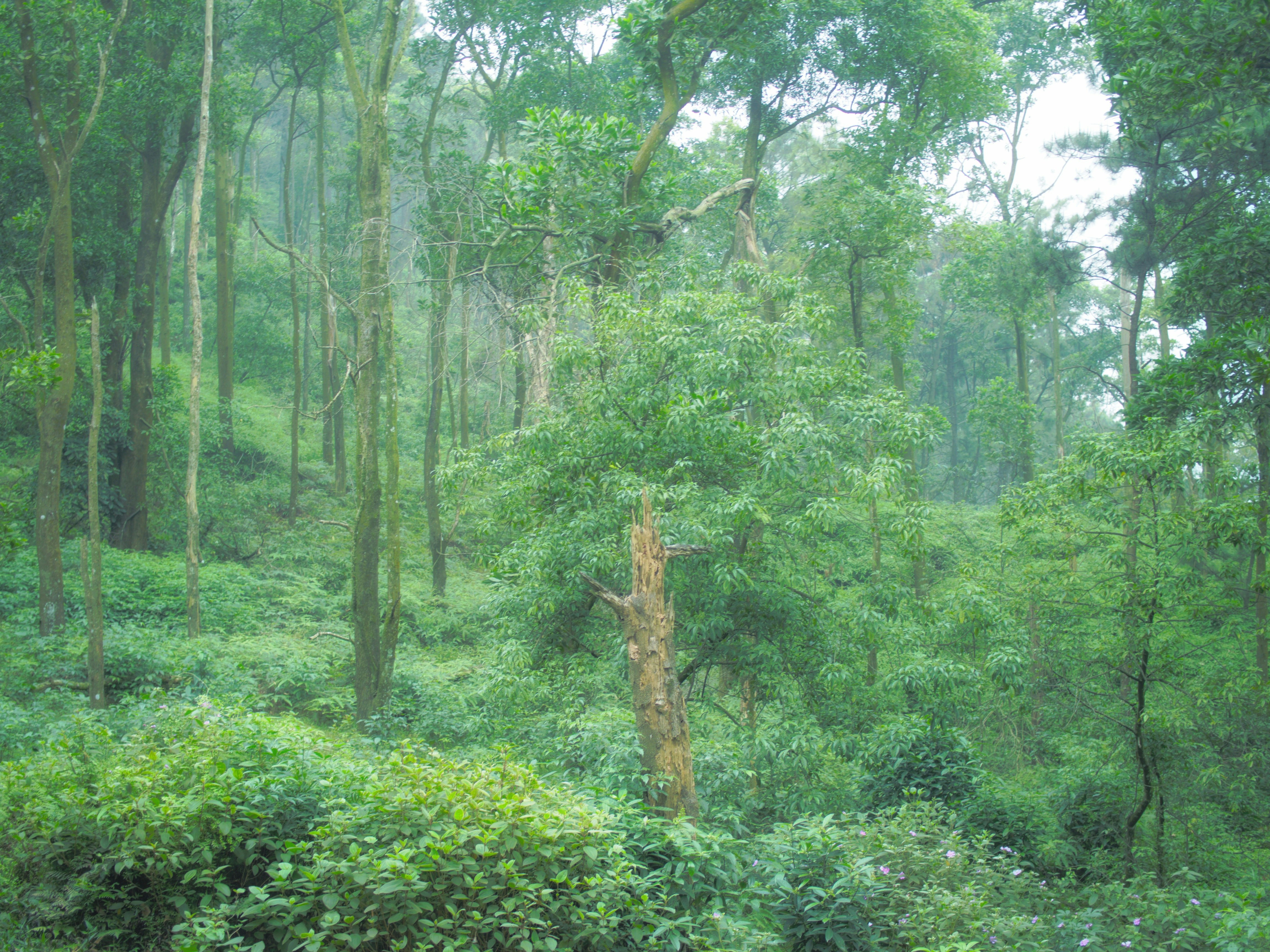 Verdant Whisper: A Forest Frame with Emerging Trunk as Centerpiece