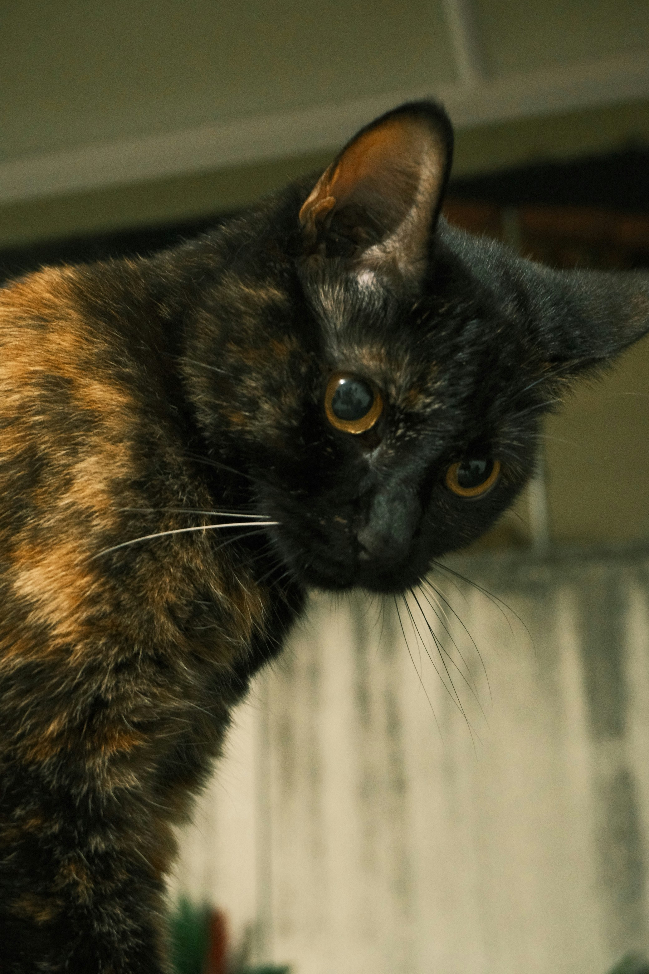 Curious Calico Gaze in a Dim Indoor Moment