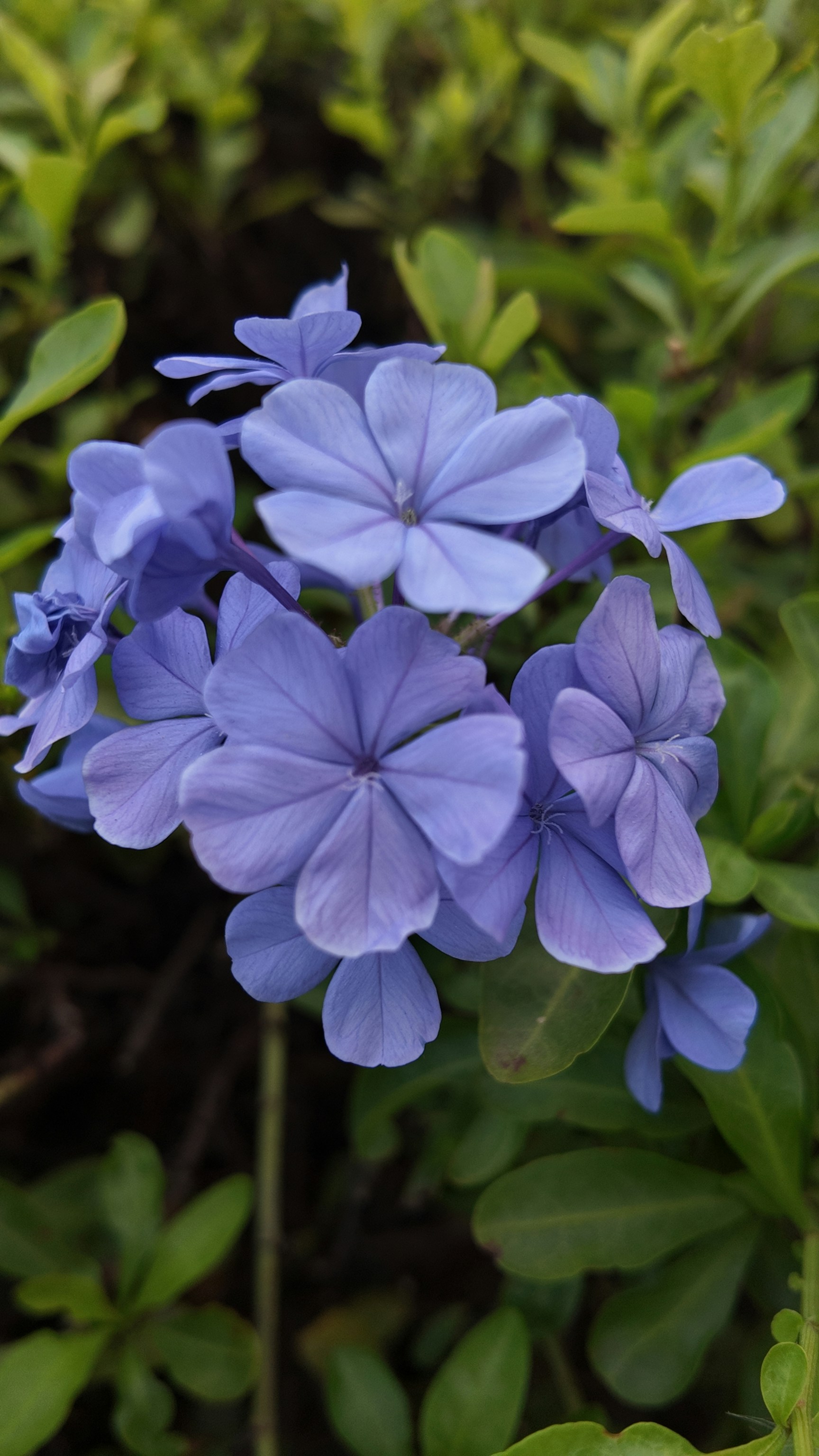 Lavender-blue blooms: a close-up embrace of summer petals