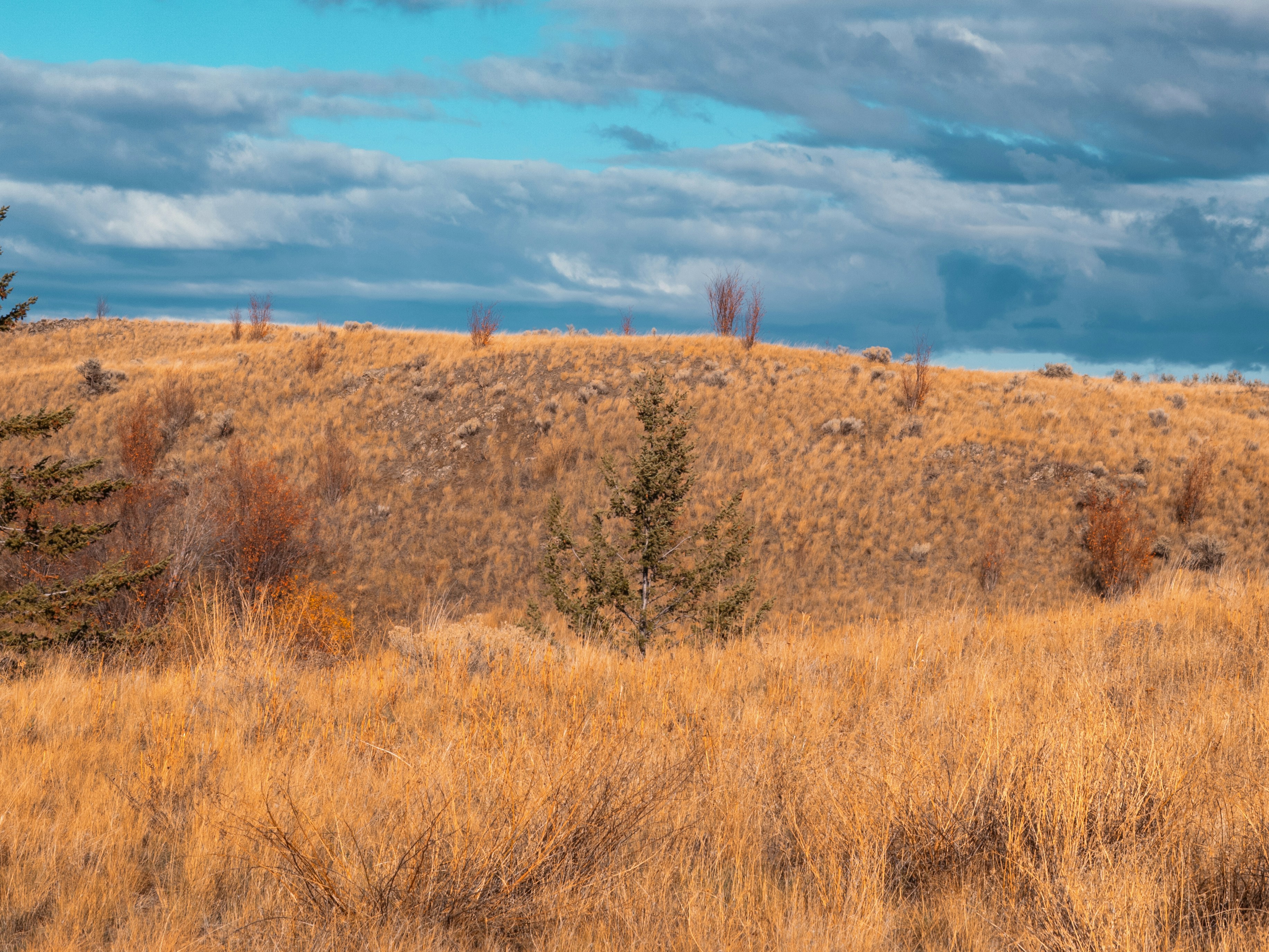 Autumn Grassland under a Dramatic Sky