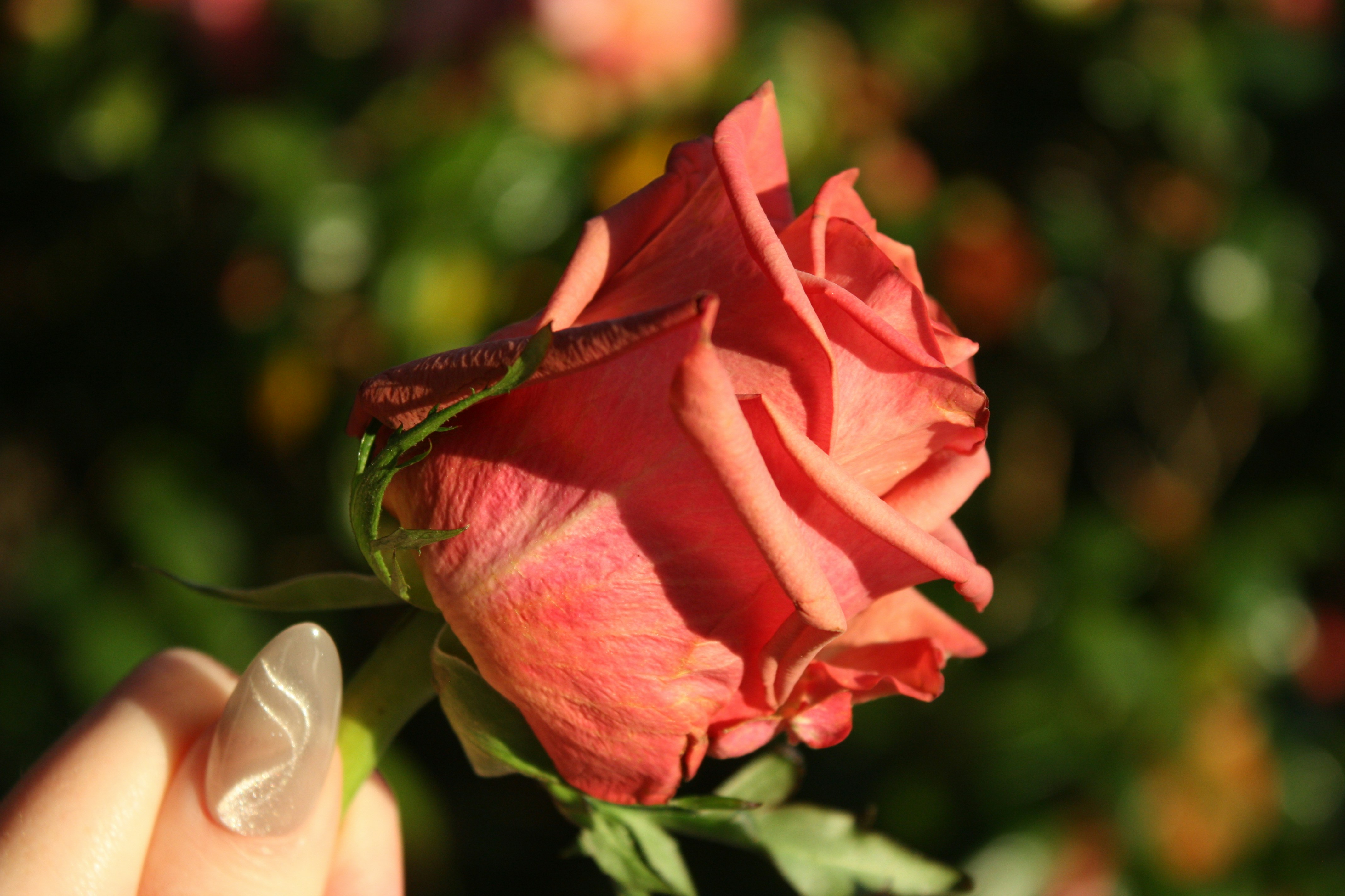 Close-up of a pink rose held by a hand with a silver-nail accent; blurred greenery background. Primarily showcases petal texture and natural color without context of other elements.