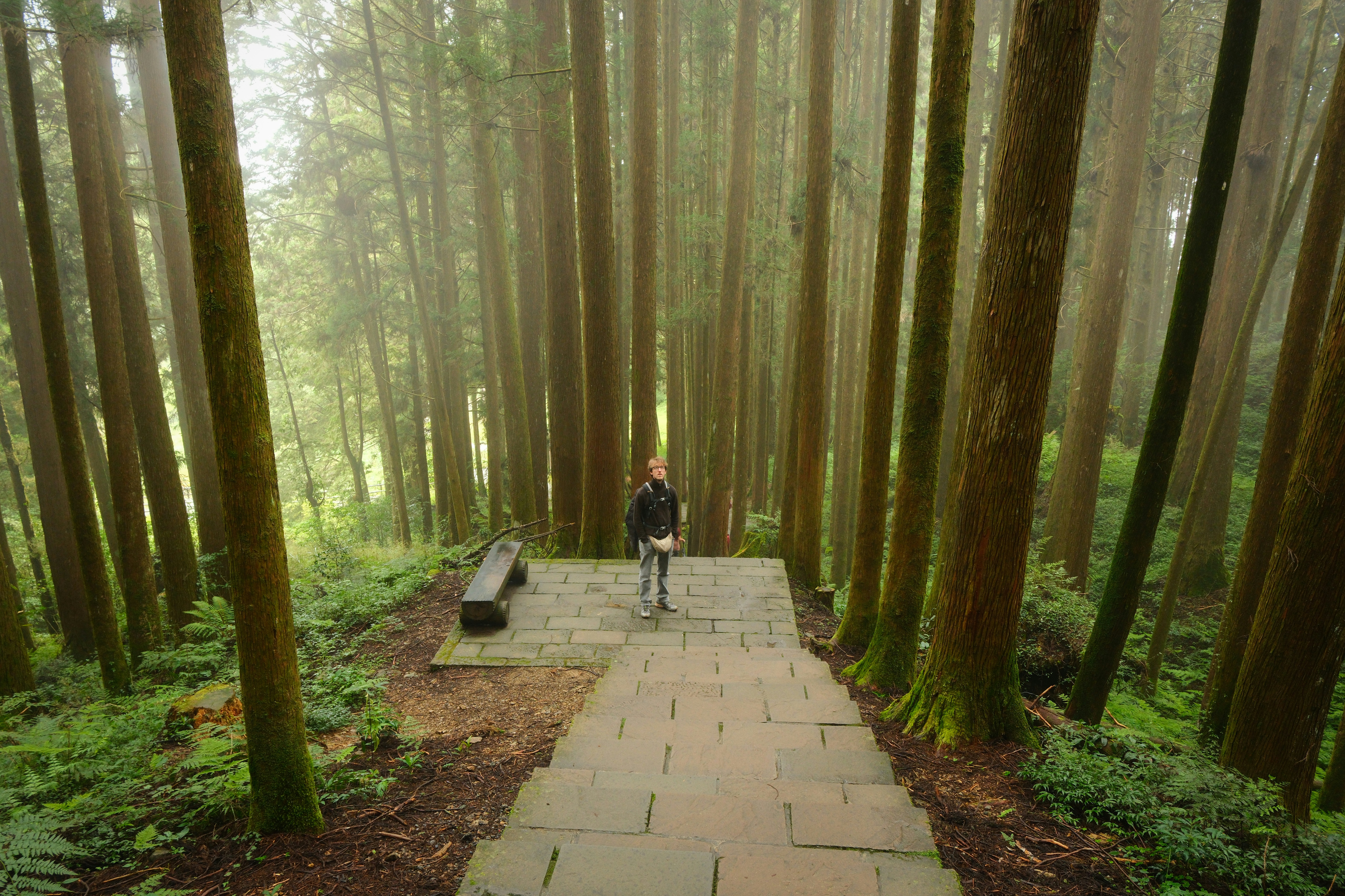Forest Stairway: Figure on the Stone Path Amid Tall Pines
