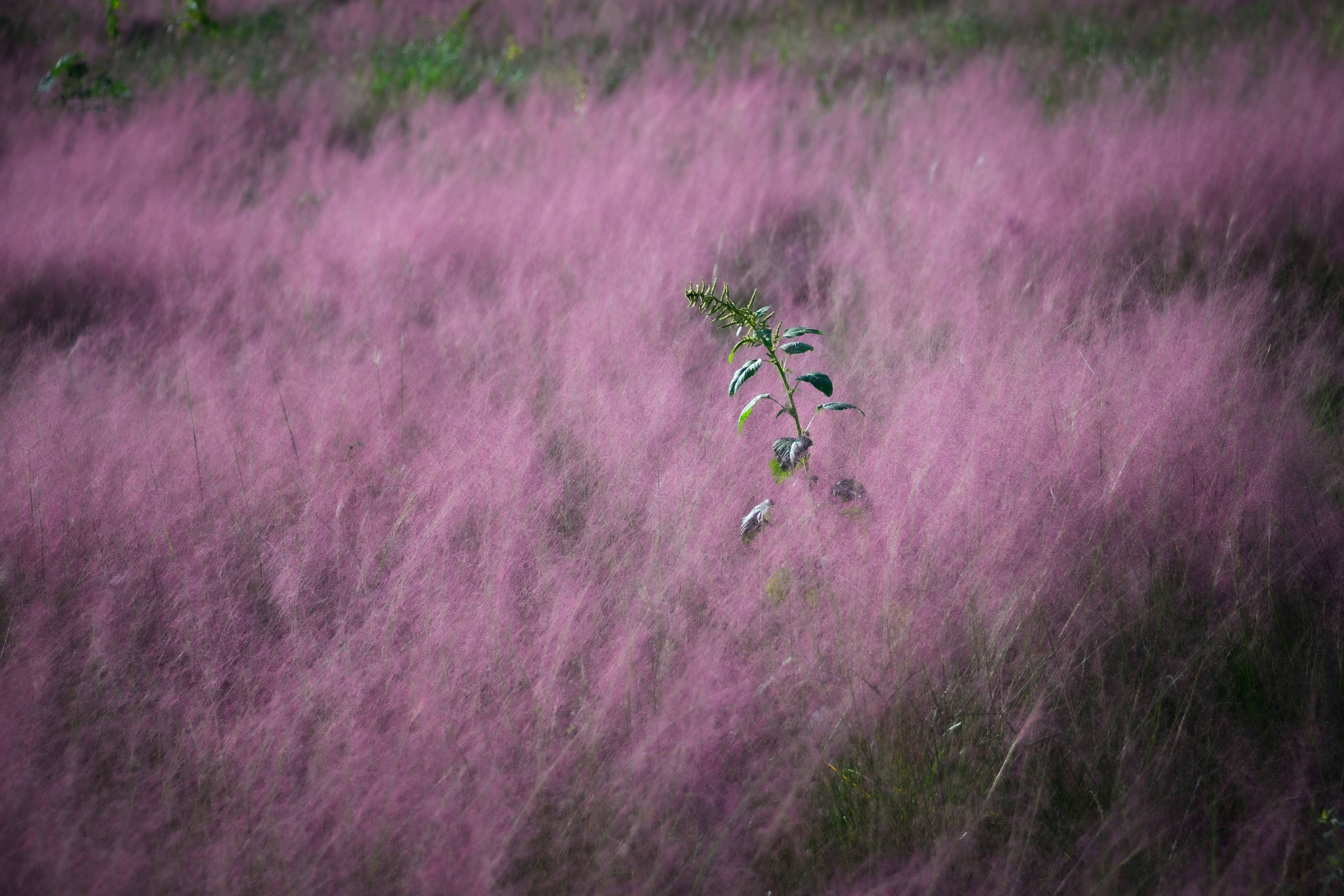 A lone leafy stem rises among soft pink plumes in a field, creating a focal counterpoint to the pastel texture; the scene is a natural close-up with a subtle depth of field.