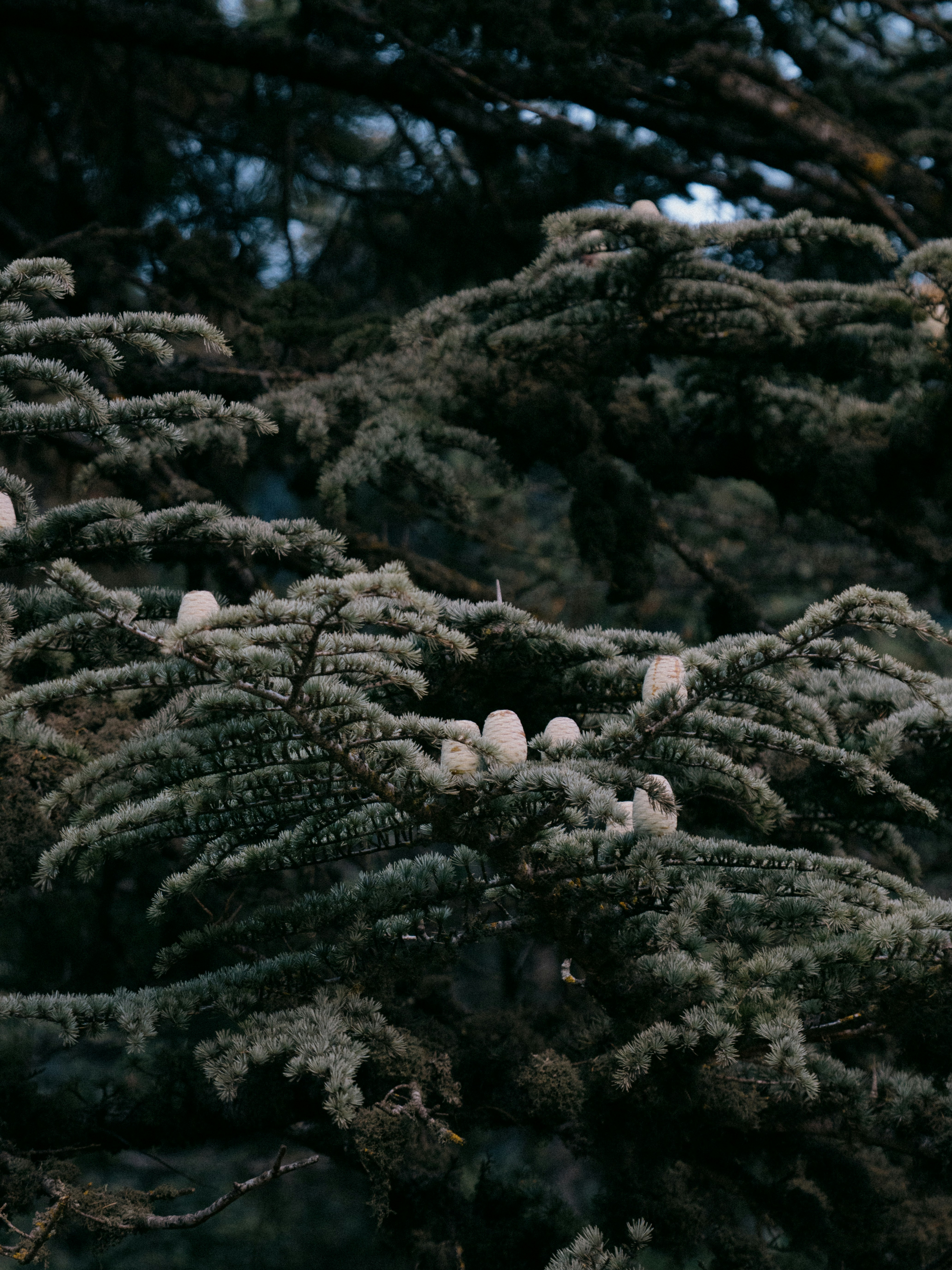 Frosted Spruce Tends: Quietude Amid Winter Pines