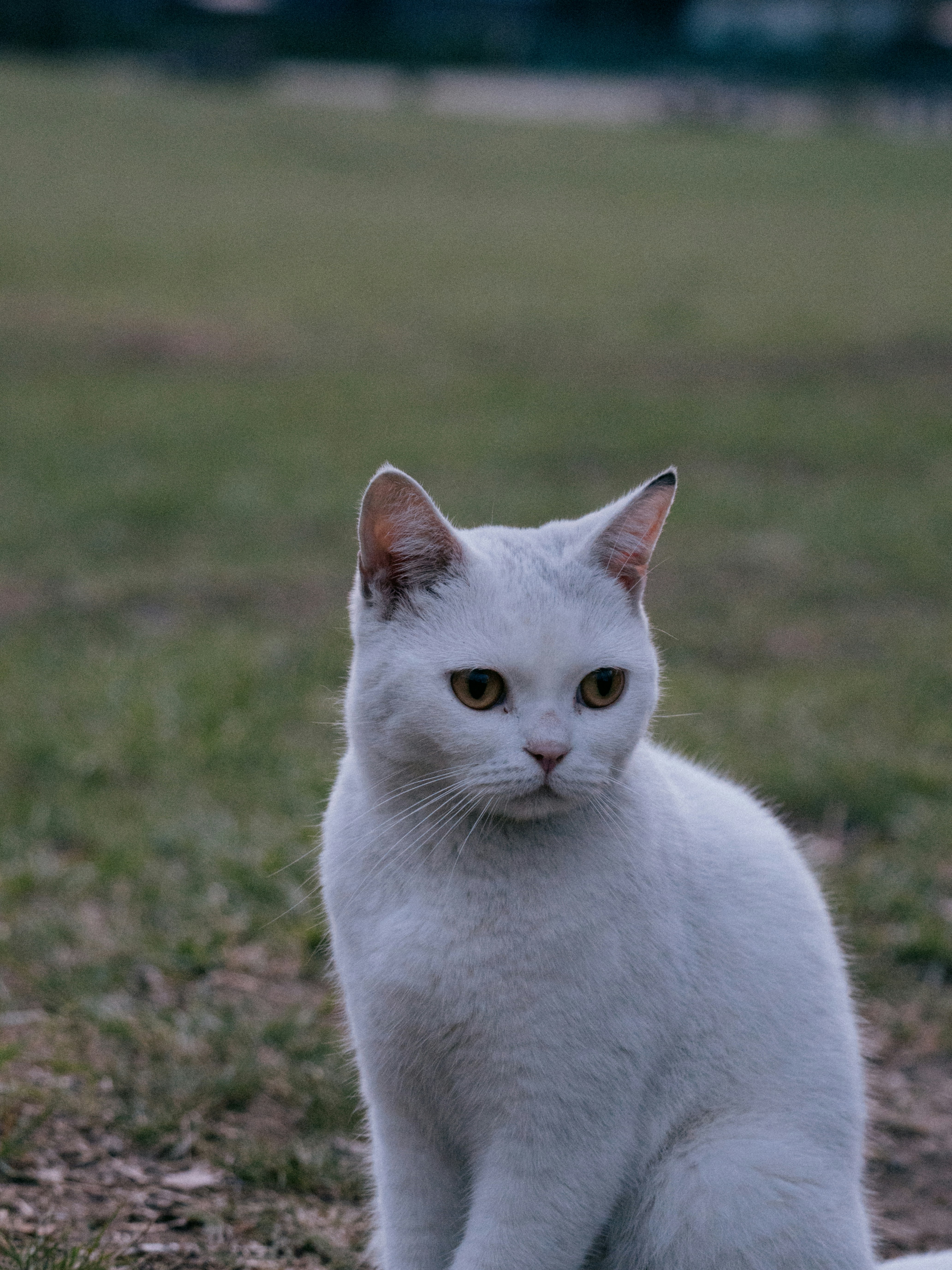 White Cat in Focus: Quiet Gaze Across the Park