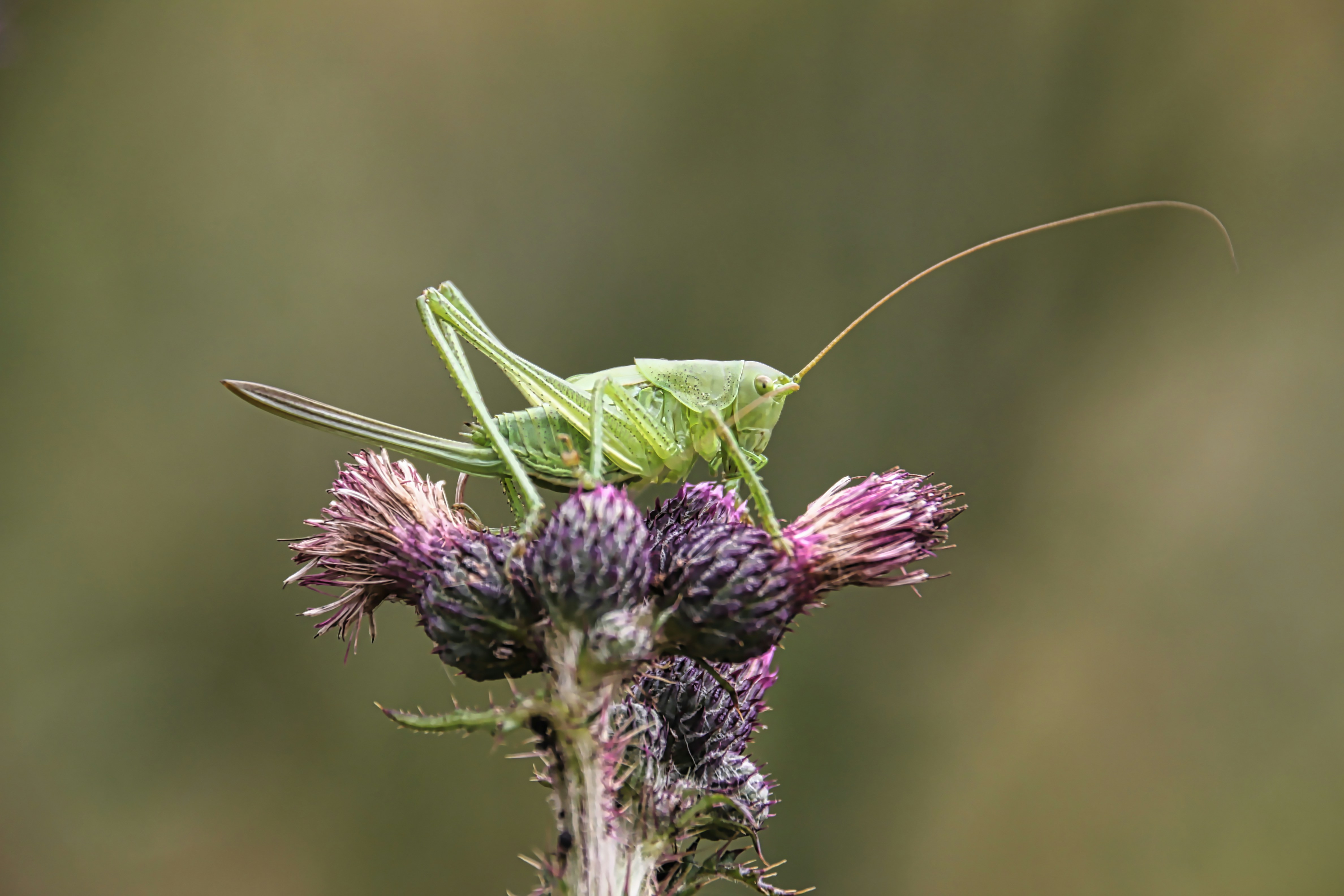 A close-up of a green katydid perched atop a purple thistle, with a soft, blurred natural background.