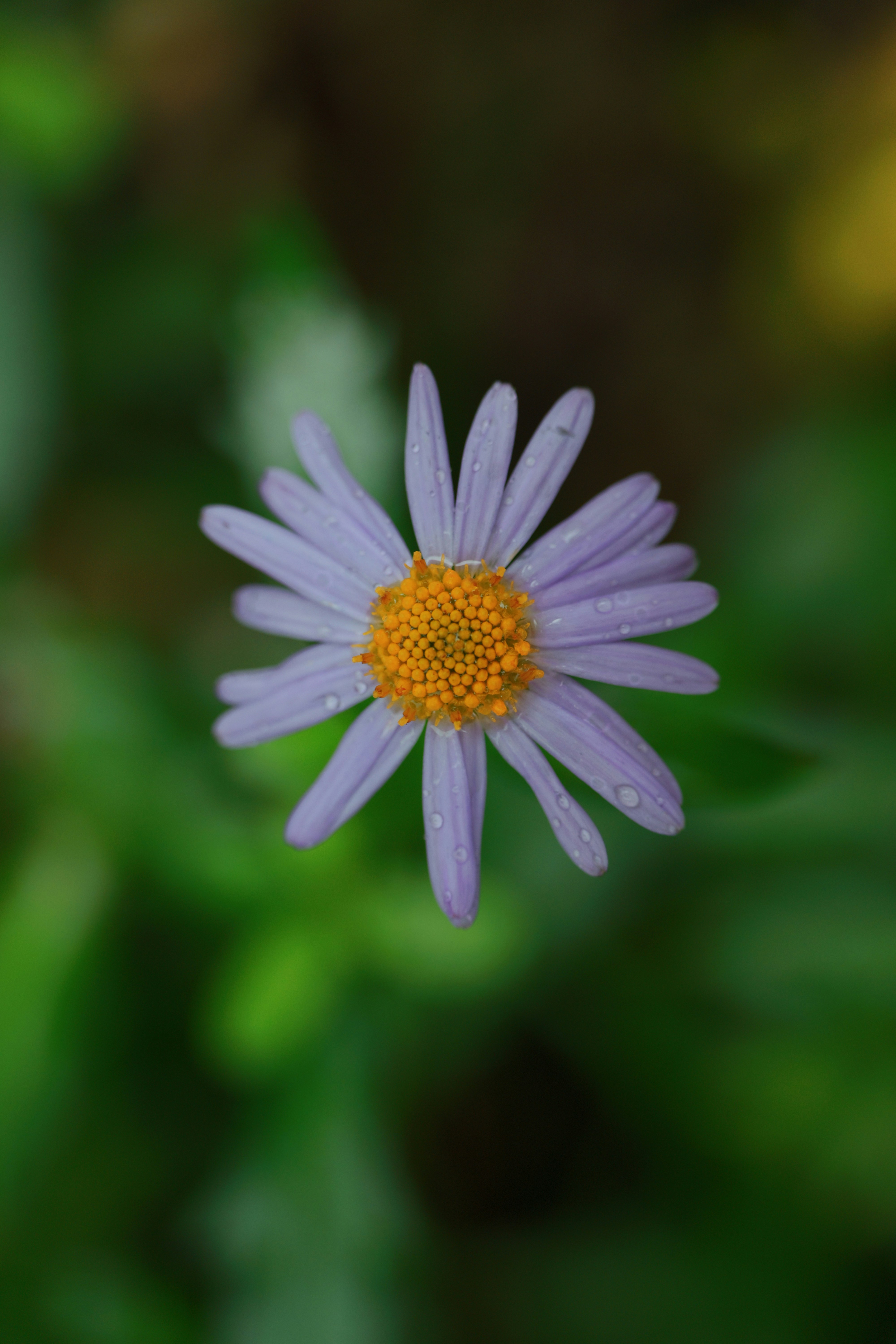Petal Portrait: A Purple Daisylike Bloom Reigns Over Dew-Kissed Green