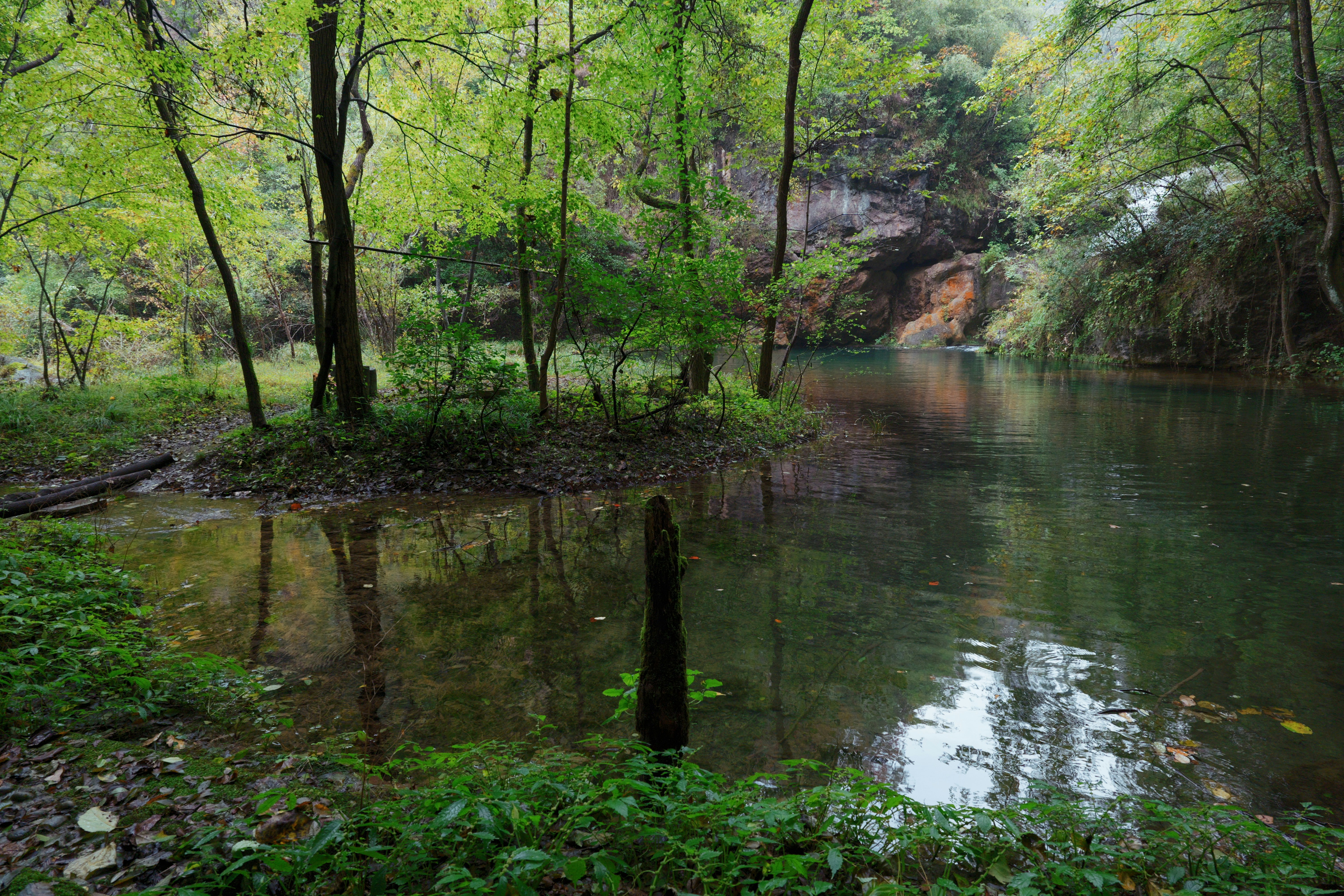 Whispering Pool: Dappled Green Reflections by a Forest Pool