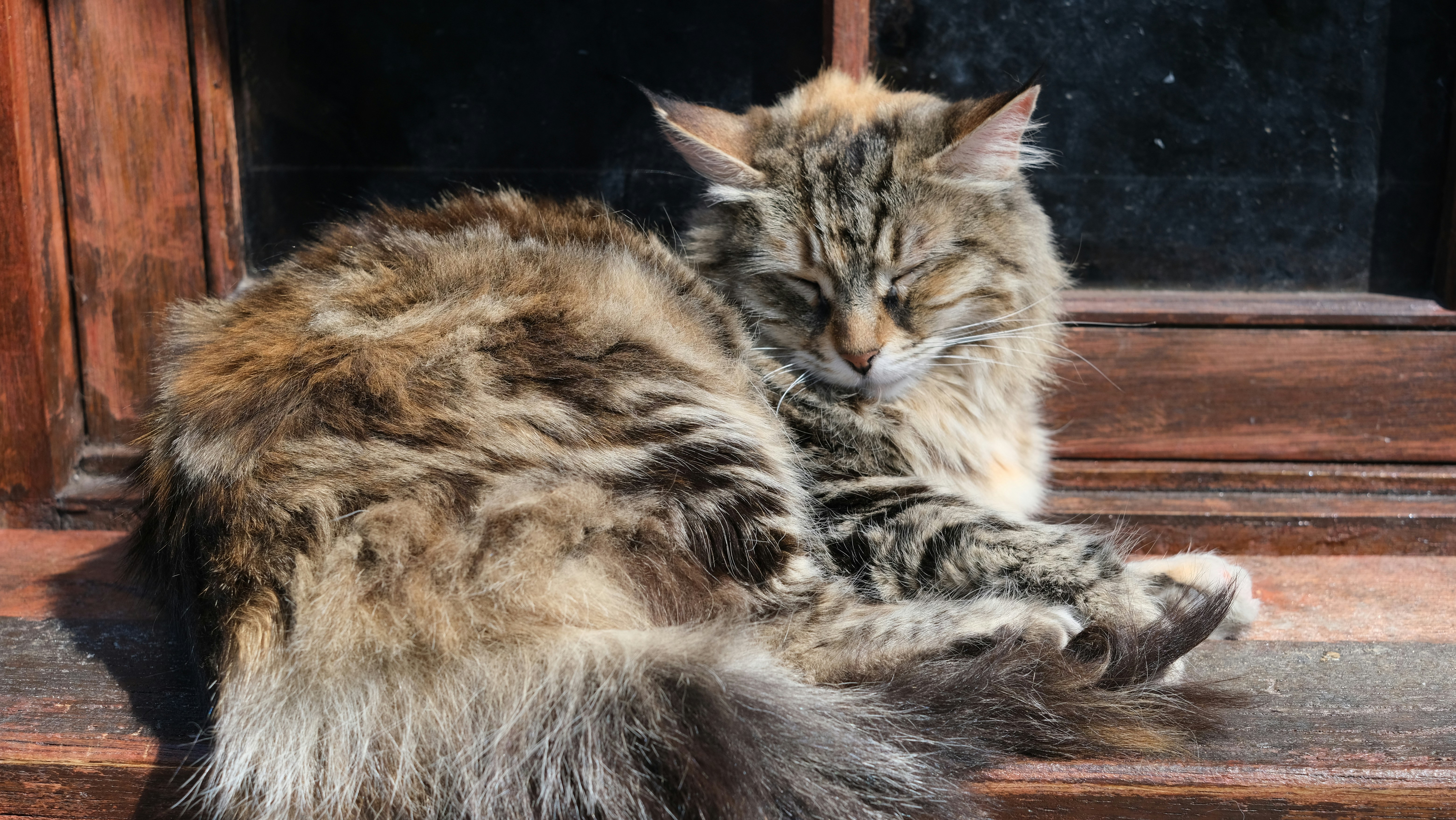 Sunlit Rest: A Fluffy Cat Dozes on Wooden Steps