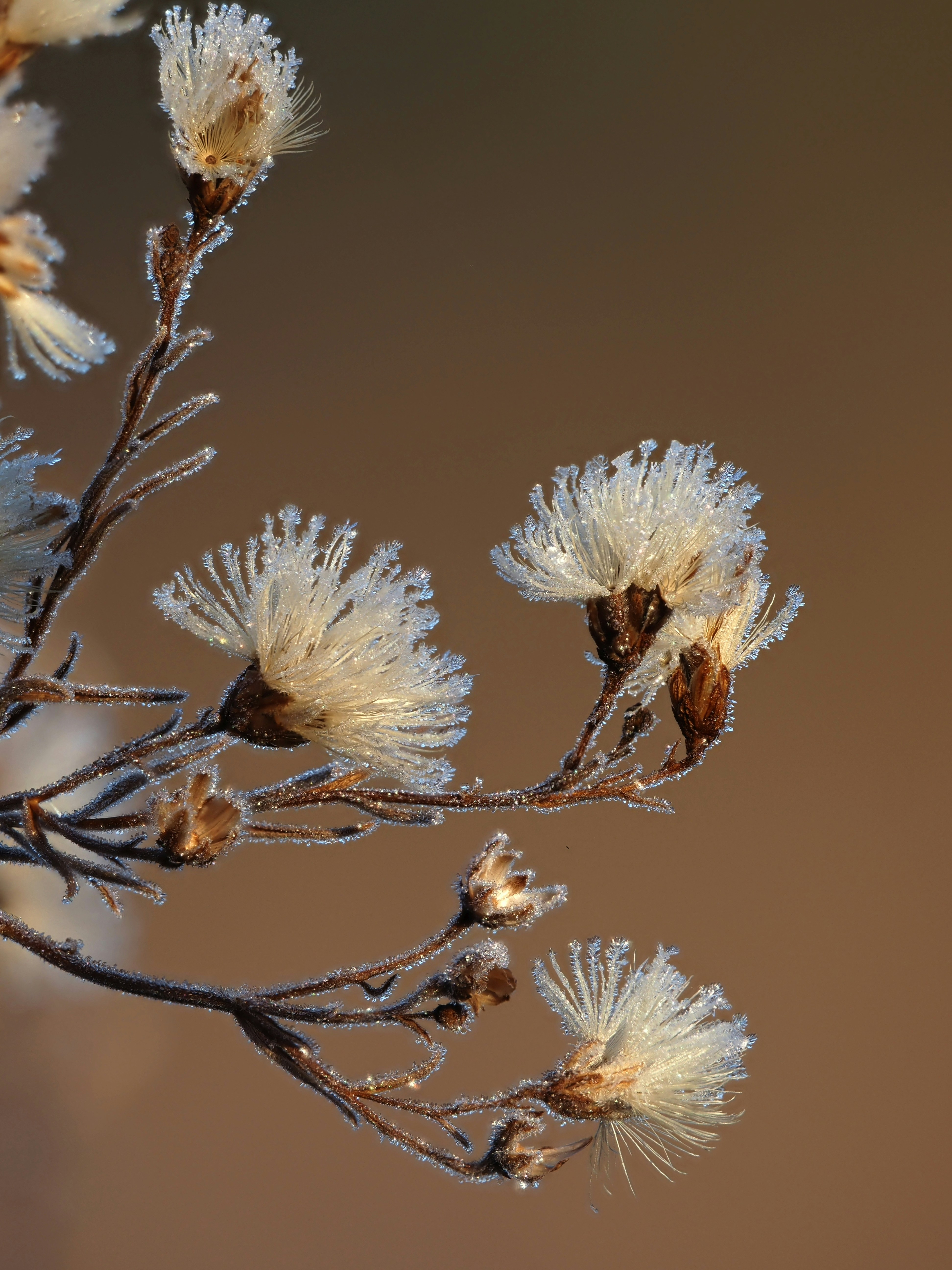 Frost-coated flower heads branch across a warm-toned background, with intricate ice crystals catching the light. This close-up captures natural textures and detail of the plant segment, emphasizing winter stillness.