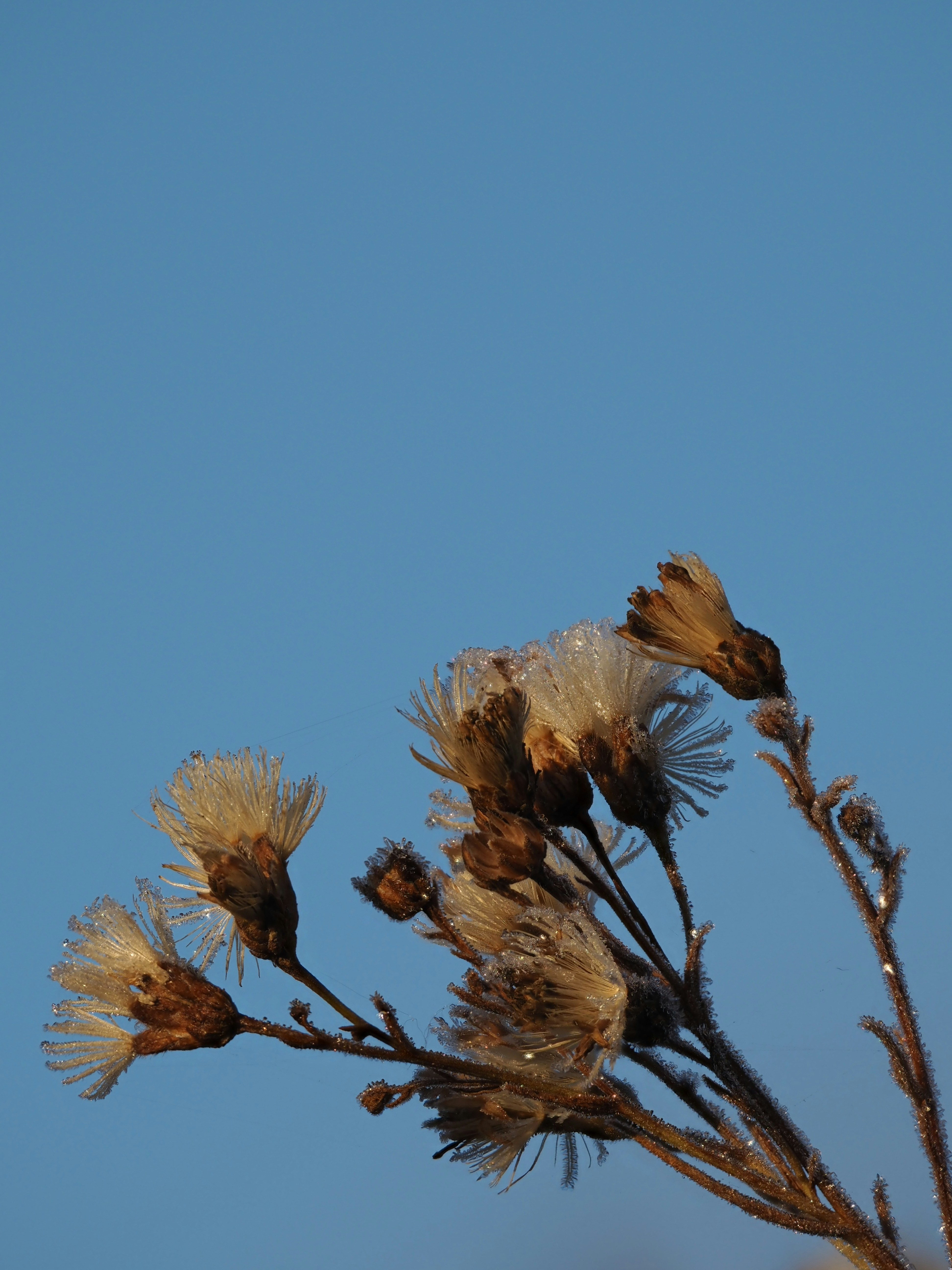 Dried seed heads rise against a clear blue sky, captured with a low-angle perspective that emphasizes their delicate wispy textures. The photo is a naturalistic still-life of plant life.