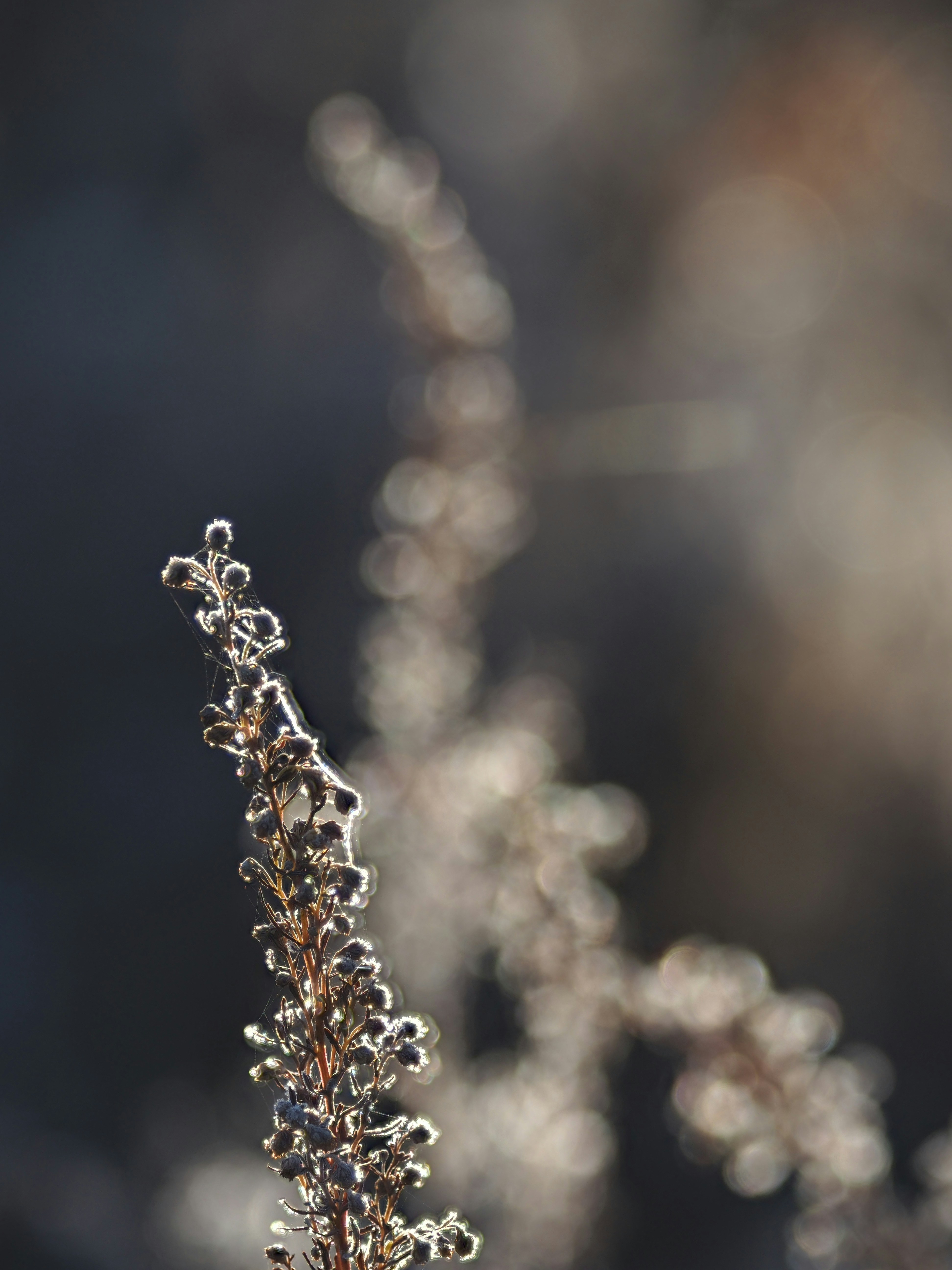 Close-up of a frost-covered plant stem illuminated by warm backlight, with a shallow depth of field creating a creamy bokeh in the background.