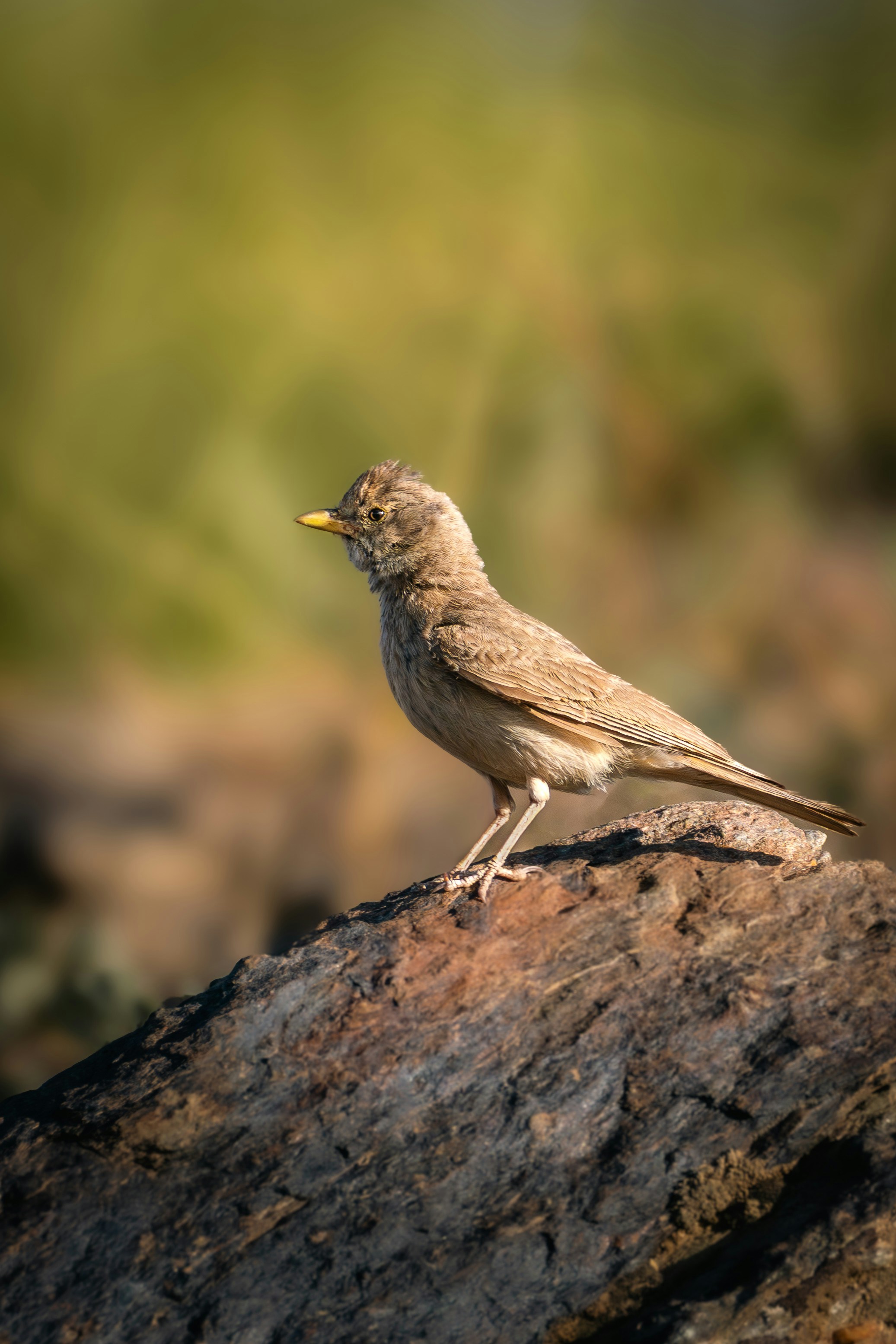 A small brown bird stands on a rugged rock bathed in warm light, with a blurred natural backdrop.