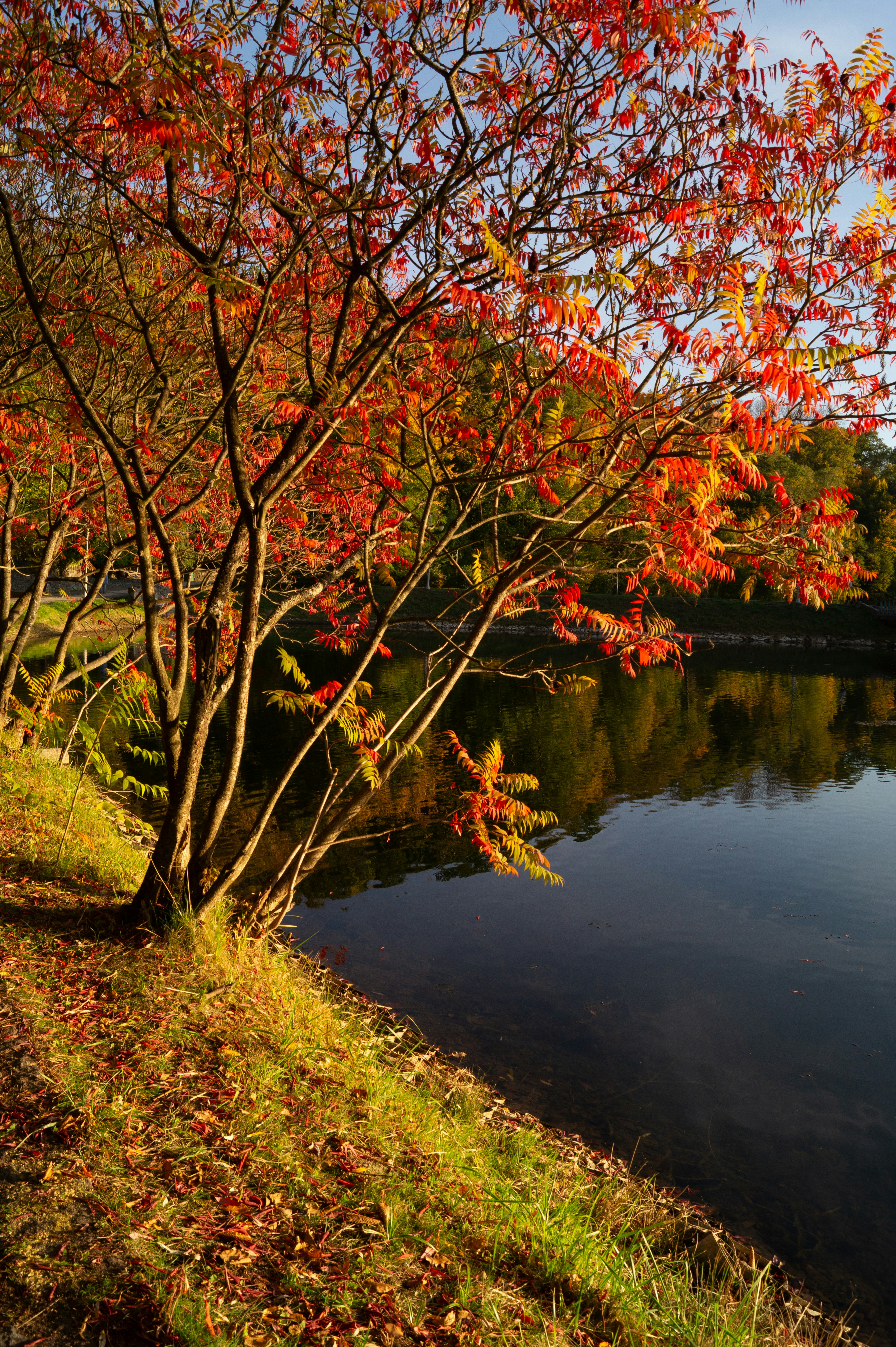 Crimson Boughs Over Quiet Waters at Autumn's Edge