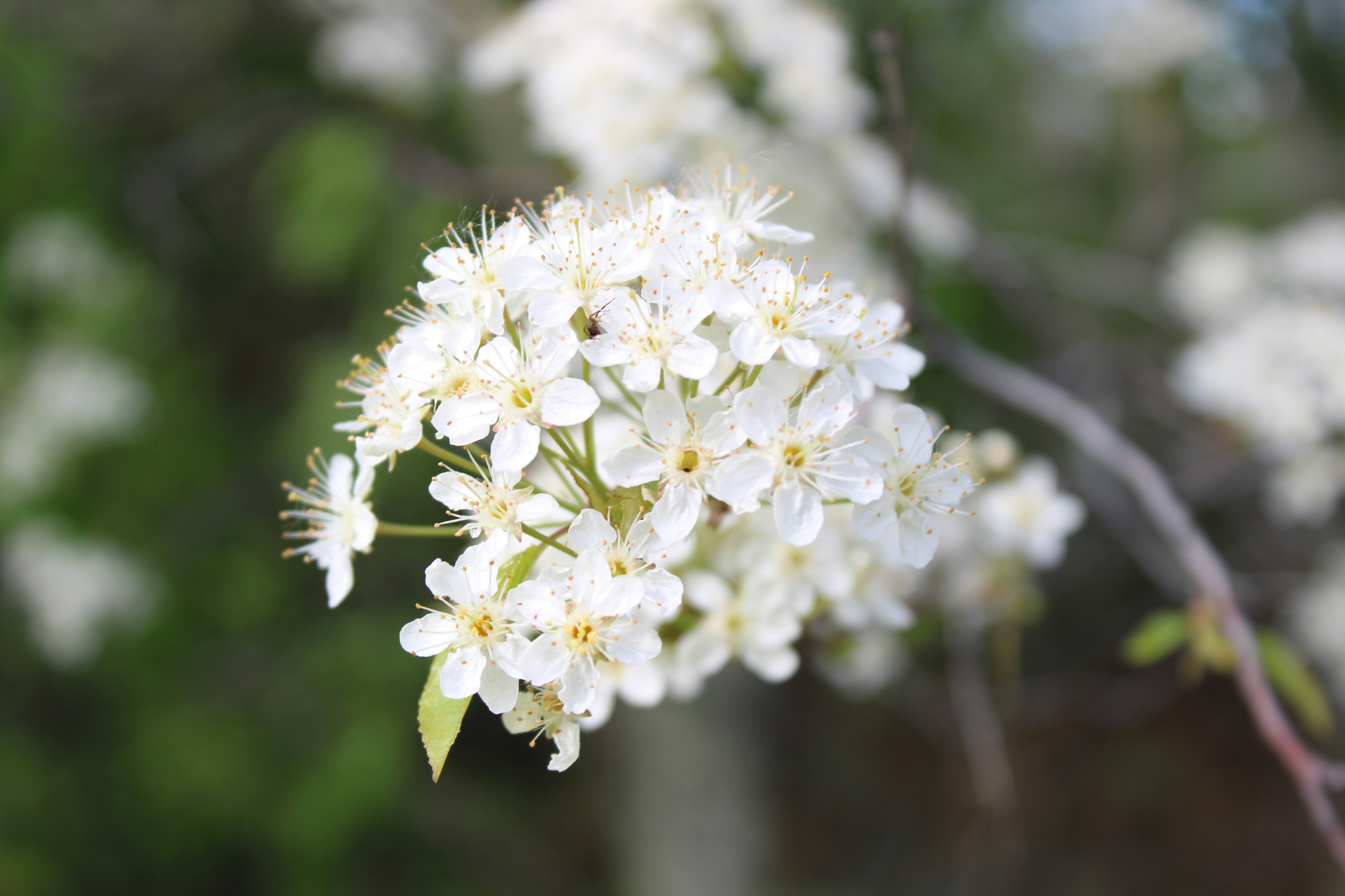 Close-up of a cluster of white blossoms against a blurred green backdrop, highlighting delicate petals and subtle yellow centers. A natural floral detail with a shallow depth of field.