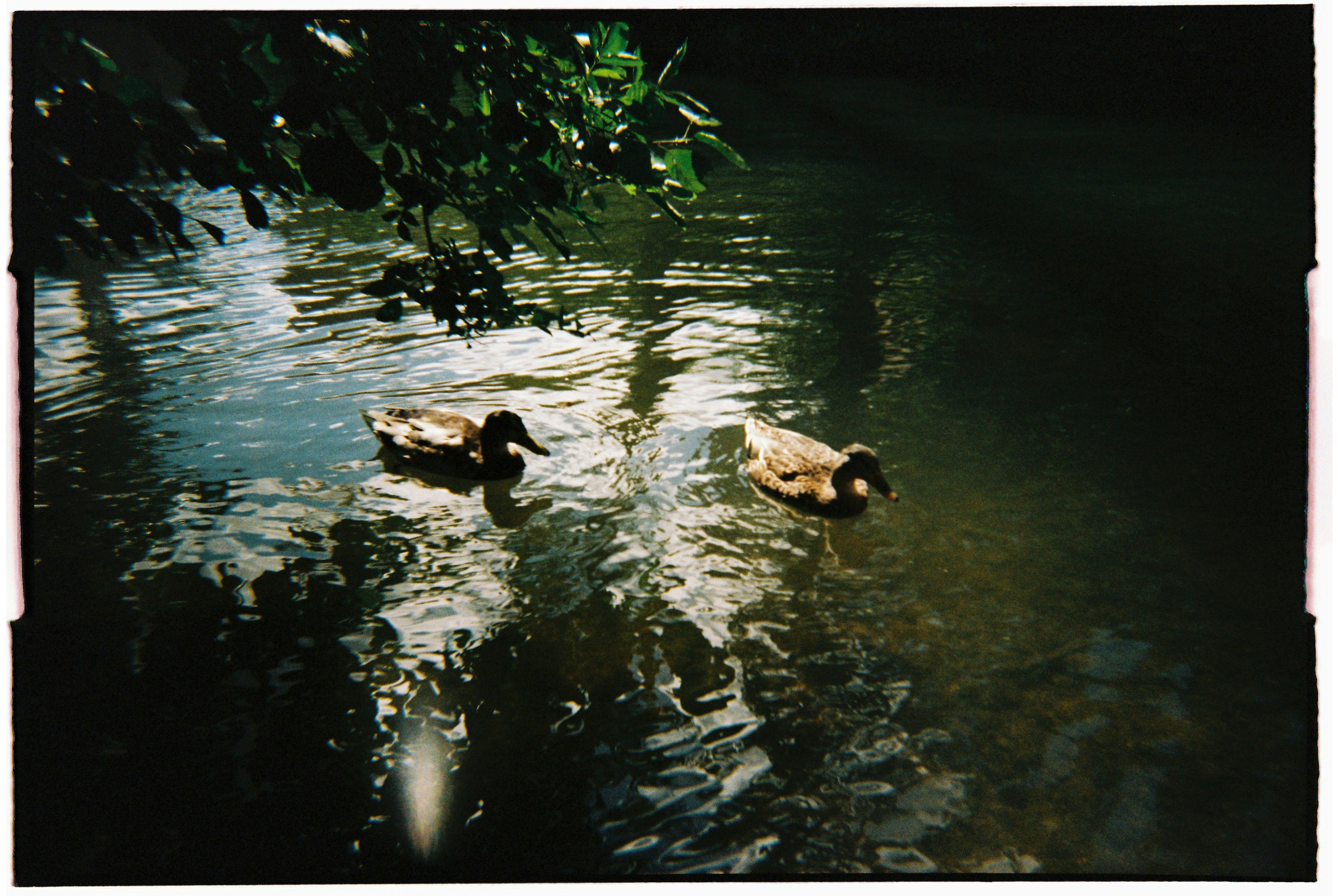 Ducks in dappled shade on a sunlit pond
