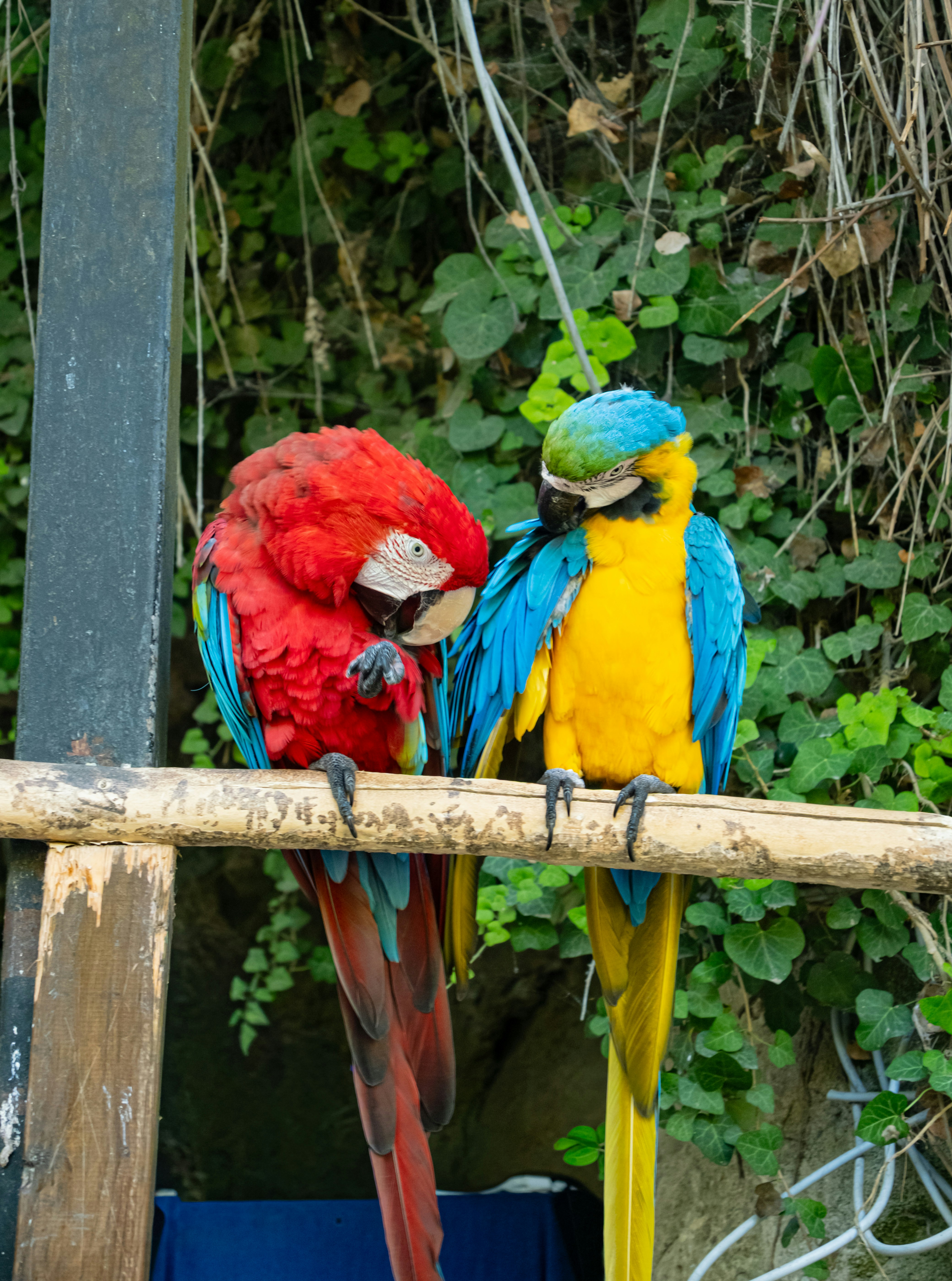 Tandem of Color: Scarlet Parrot and Indigo Companion Perched on a Weathered Rail