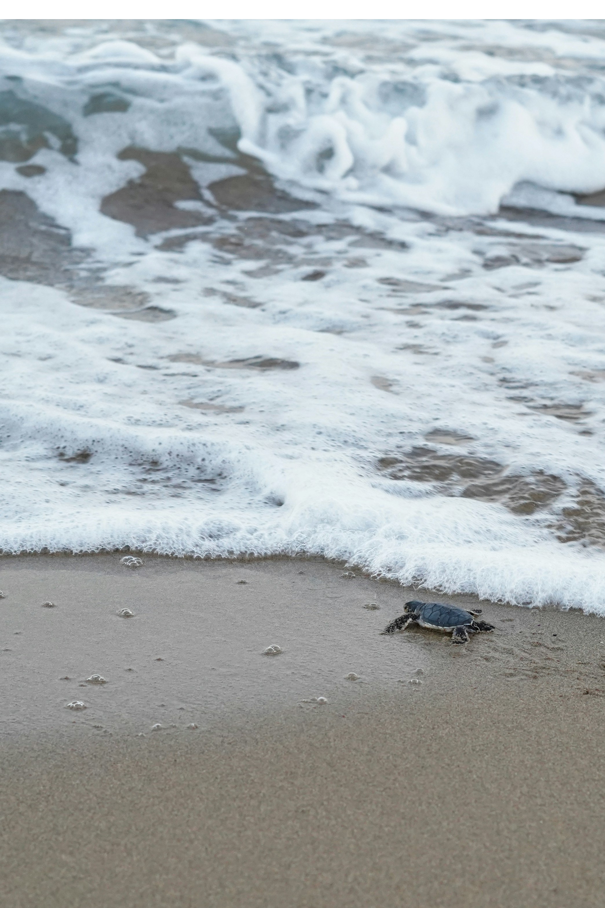 Crab Sentinel on the Tidal Edge