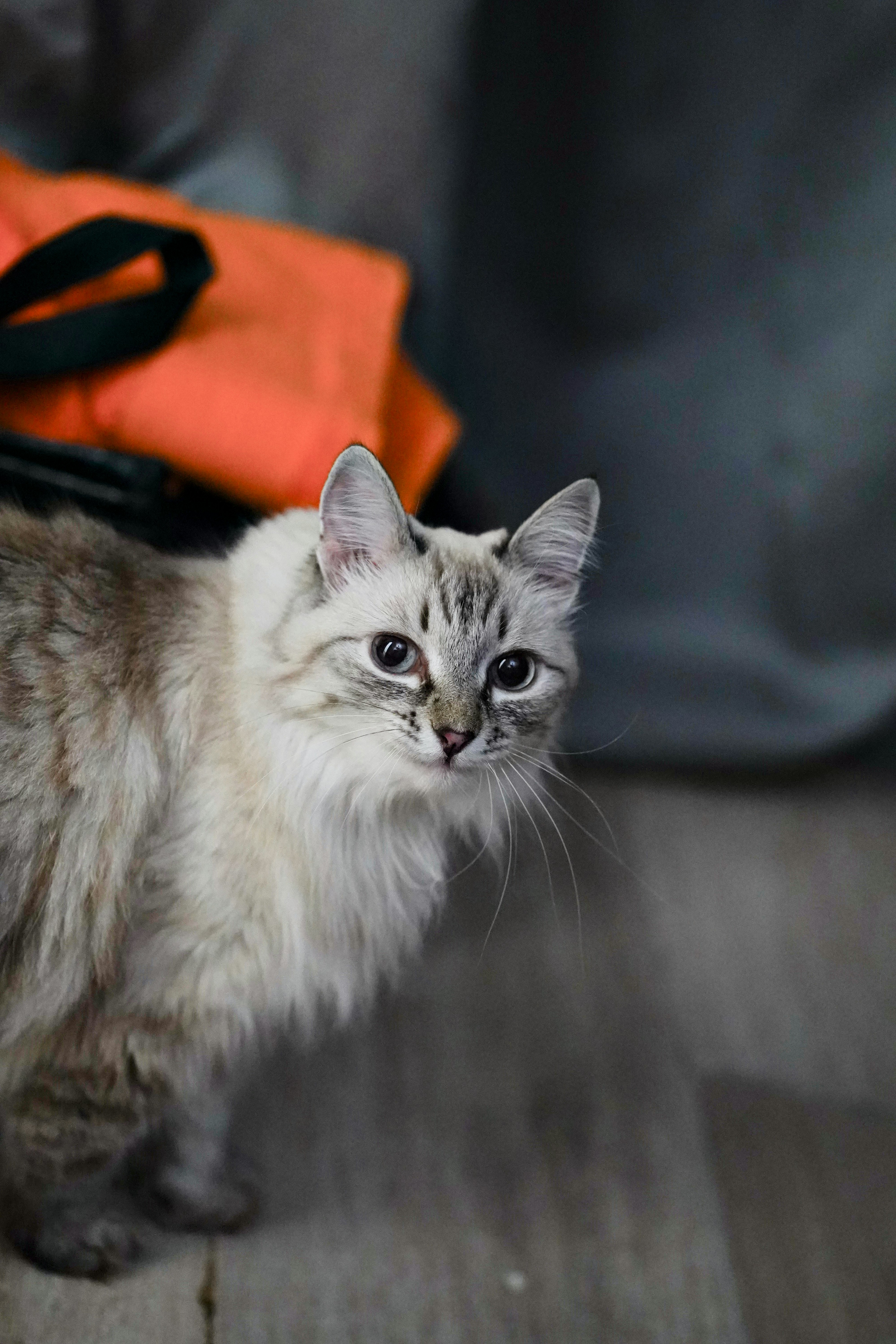 Amber Backpack, Soft Gray Cat: Quiet Gaze in a Cozy Scene