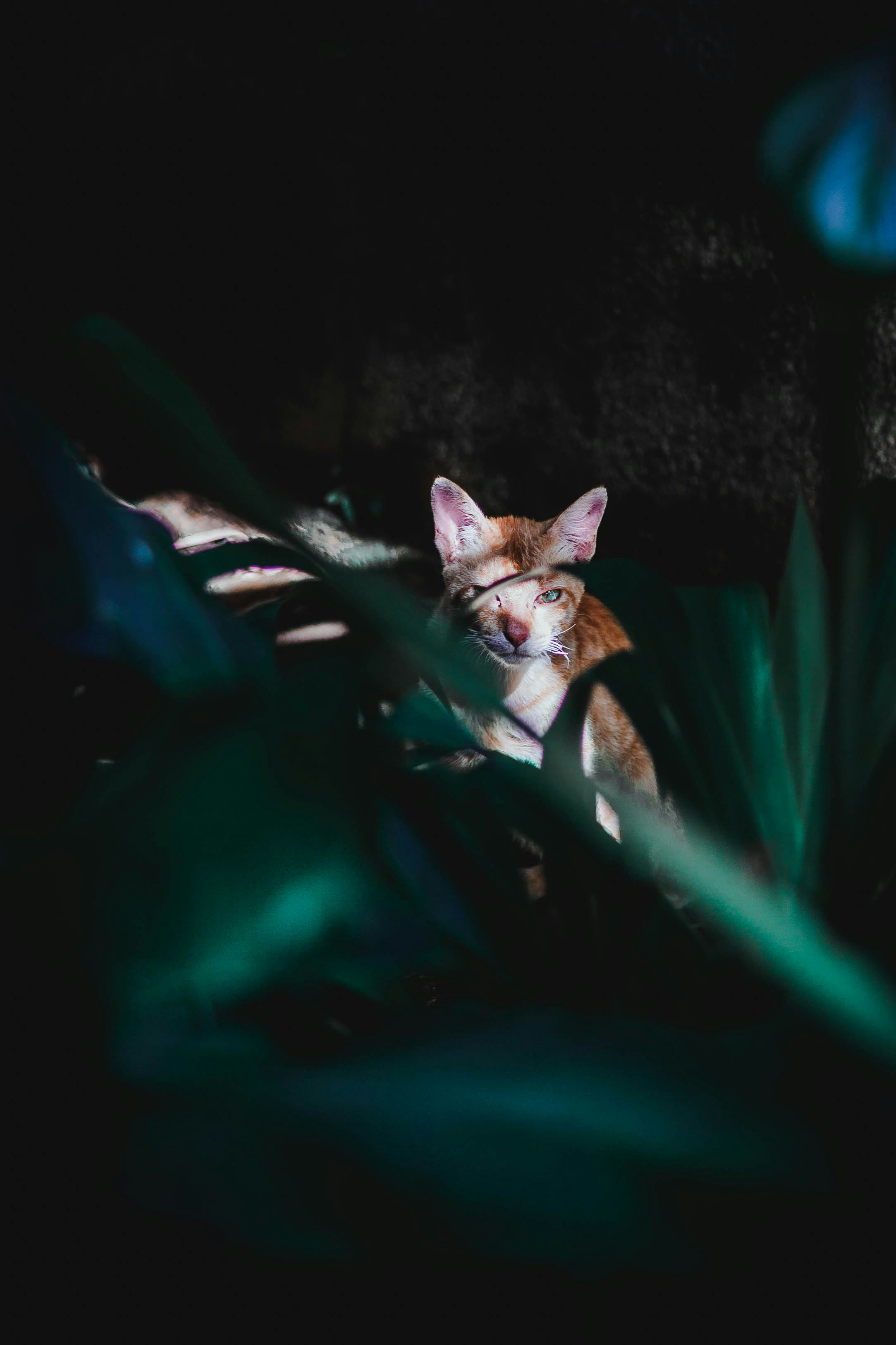 Hidden Feline in a Shadowed Green Frame