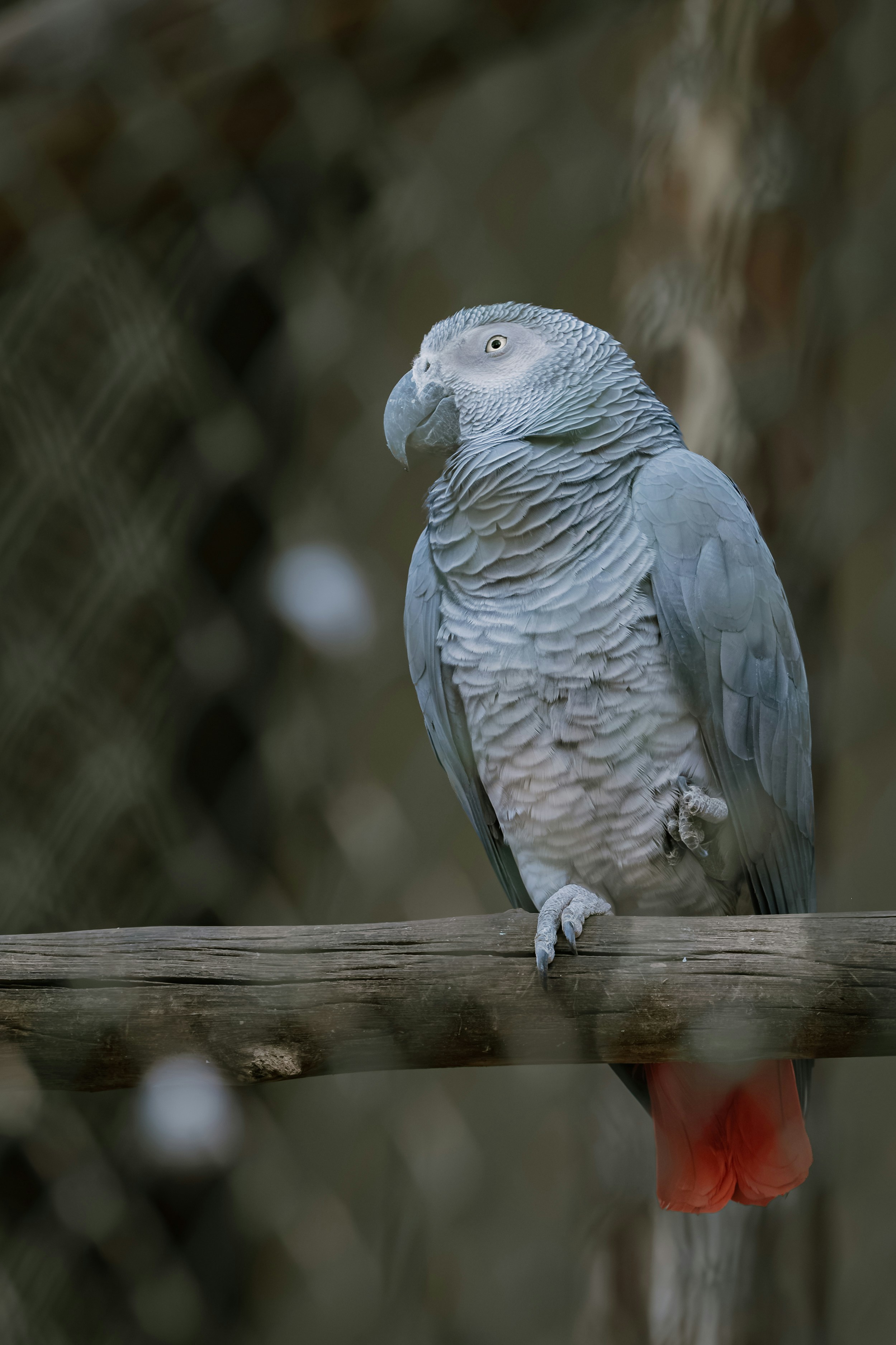 Blue-gray parrot perched on a wooden railing with soft, blurred background; natural light highlights feather detail and eye clarity.