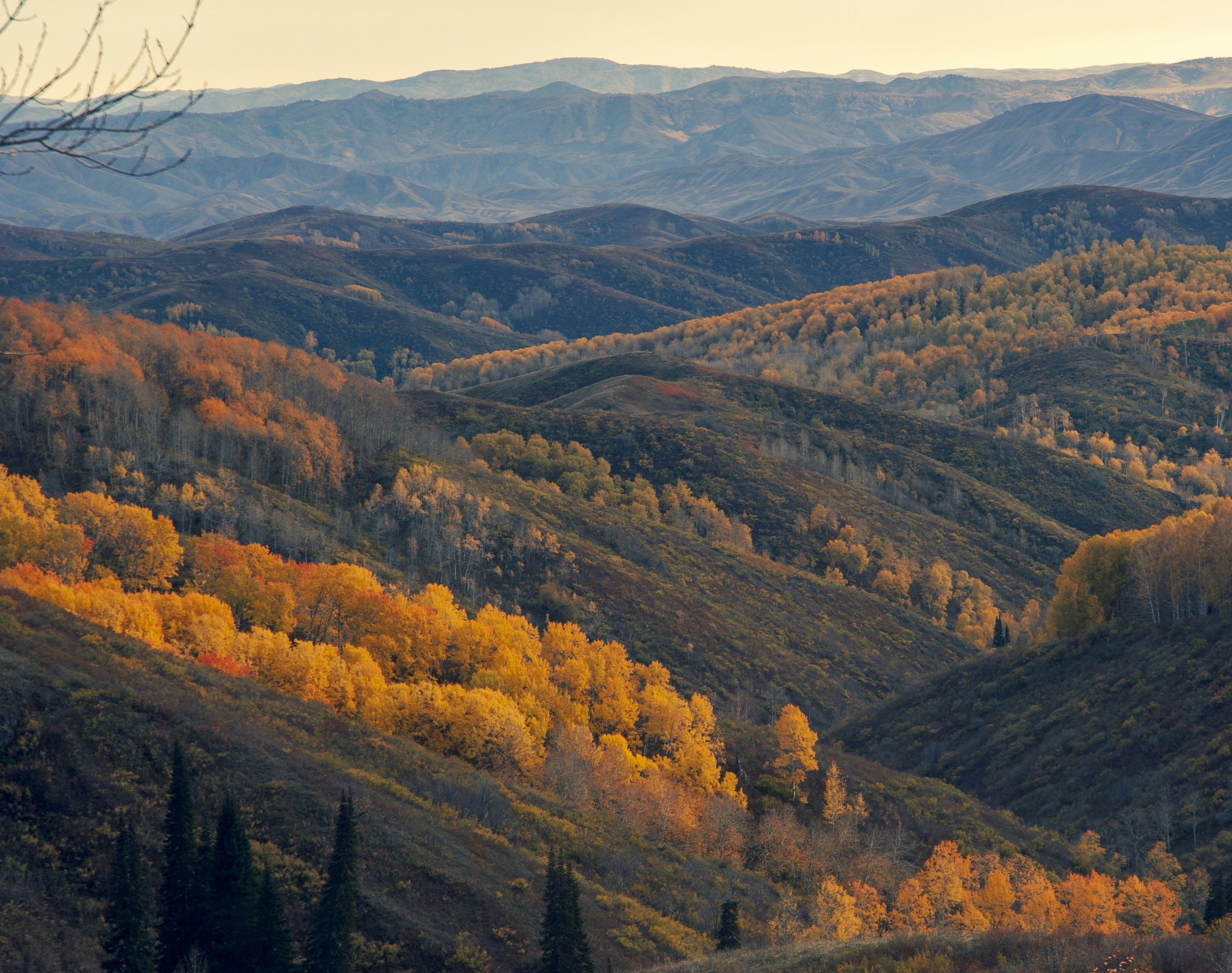Golden Hills in Autumn Light