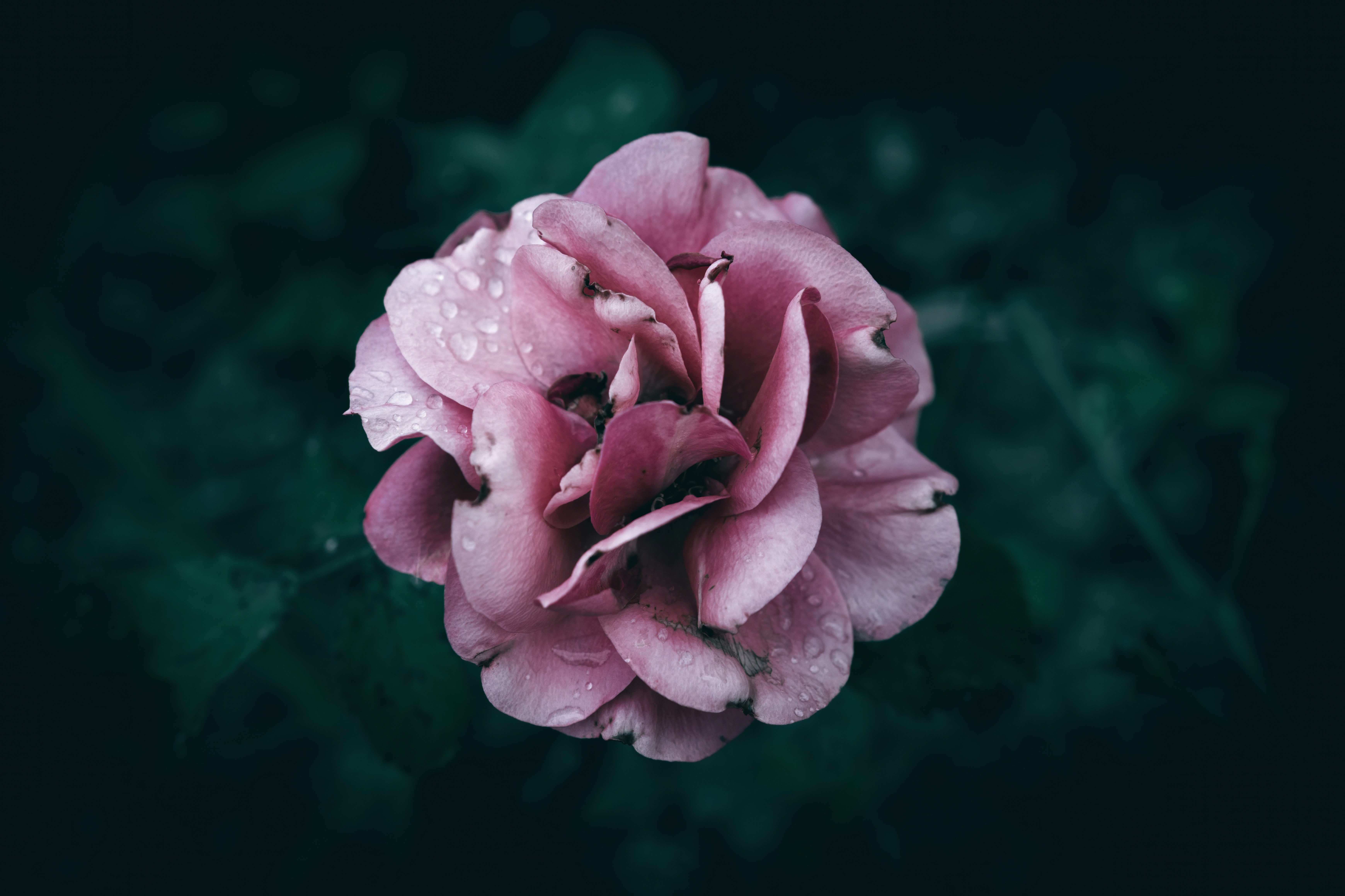 Centered Pink Rose: Dew-kissed Petals in Deep Green