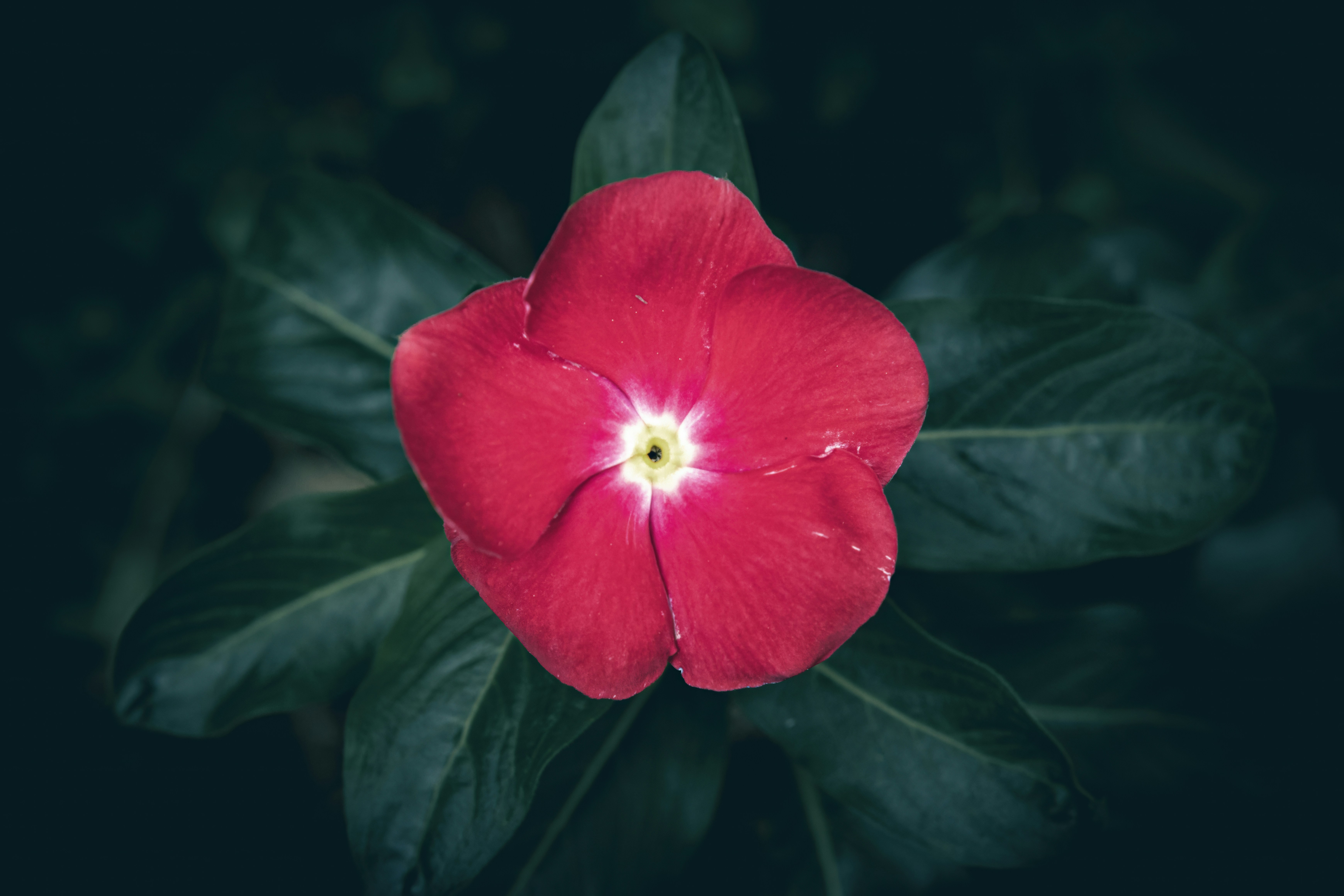 Center Bloom: A Crimson Five-Petaled Flower with Vivid Green Backdrop
