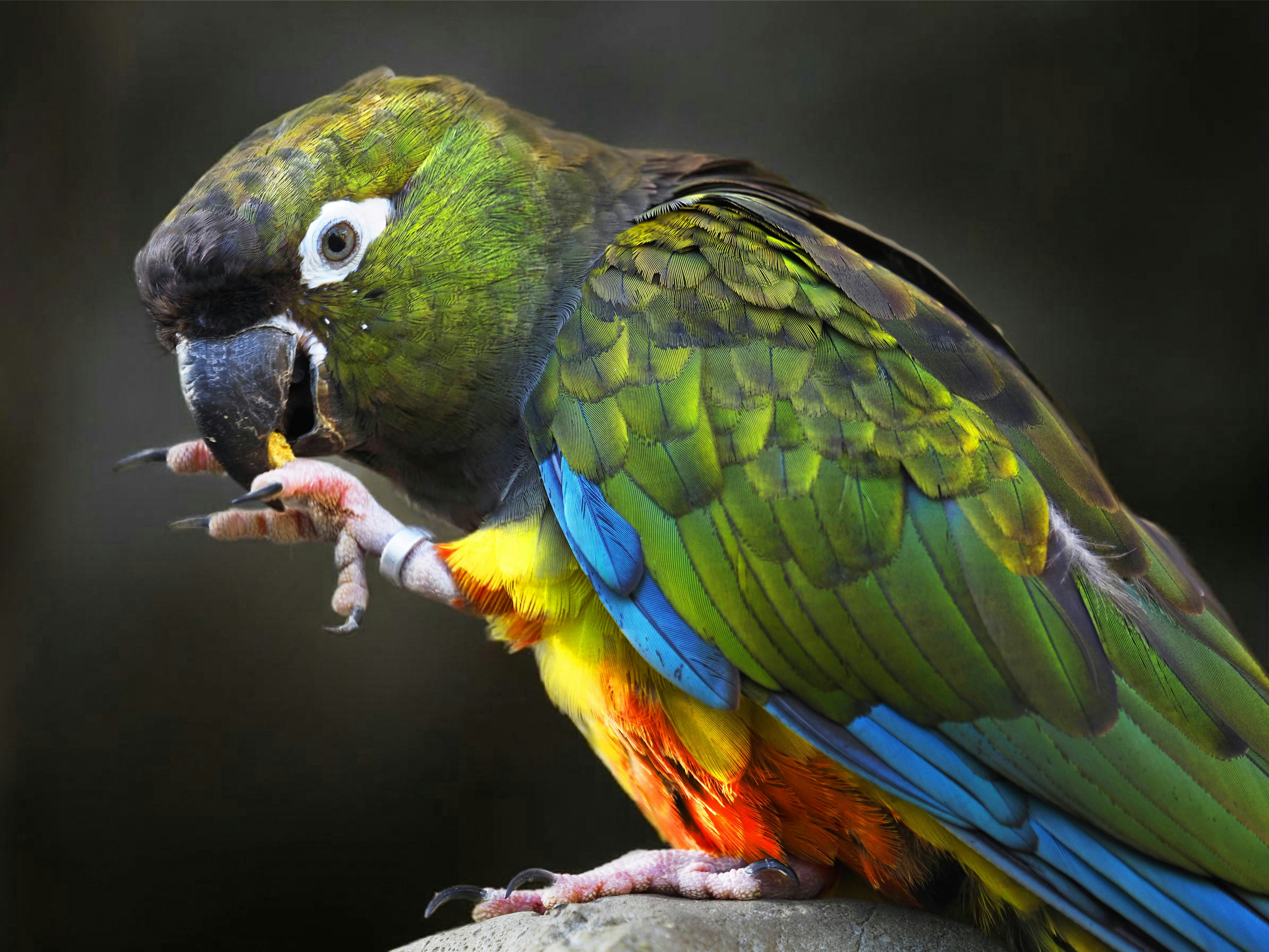 Vivid Green Parrot Grasping a Snack in Mid-Meal Moment