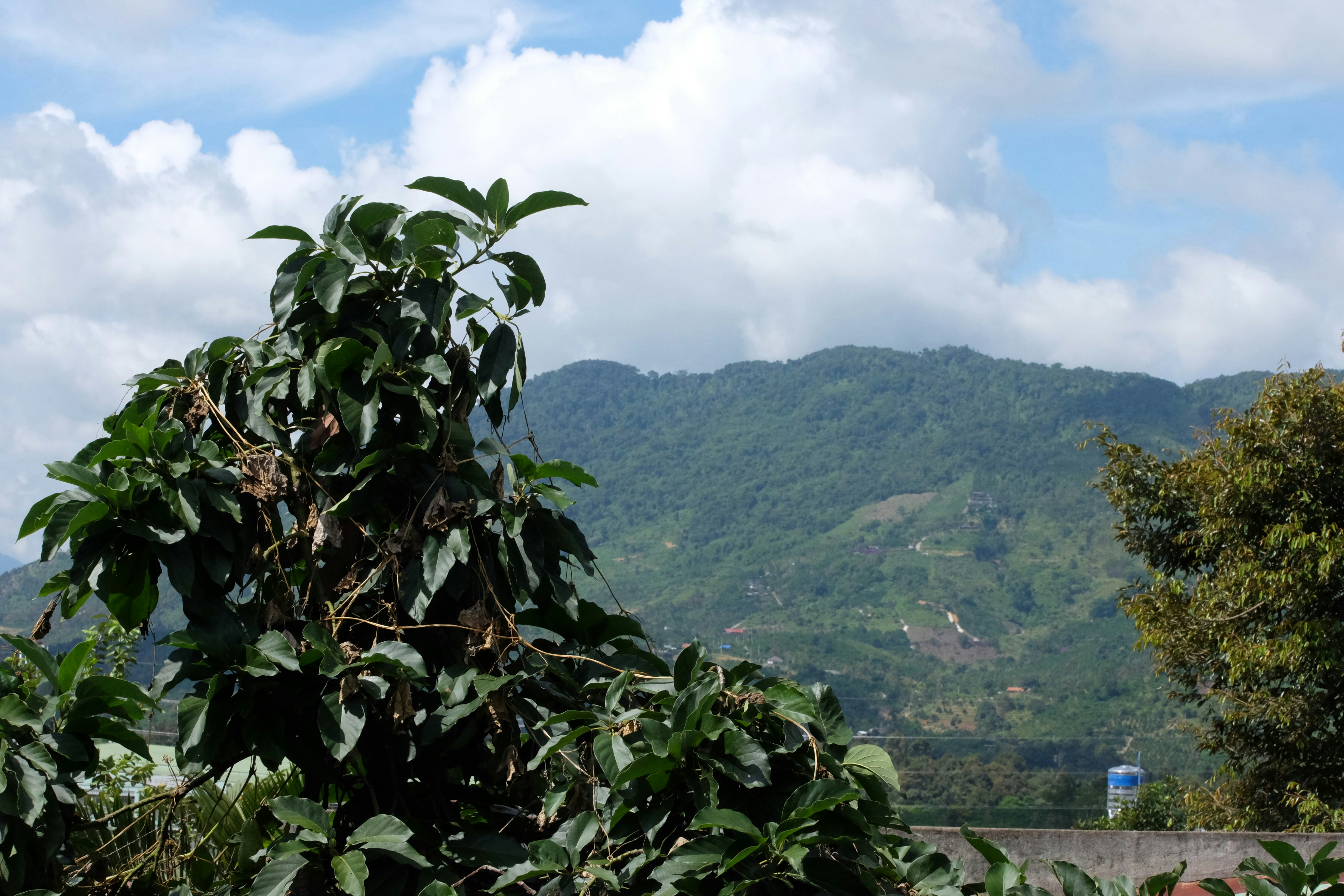 Verdant shrub in foreground with distant hillside panorama