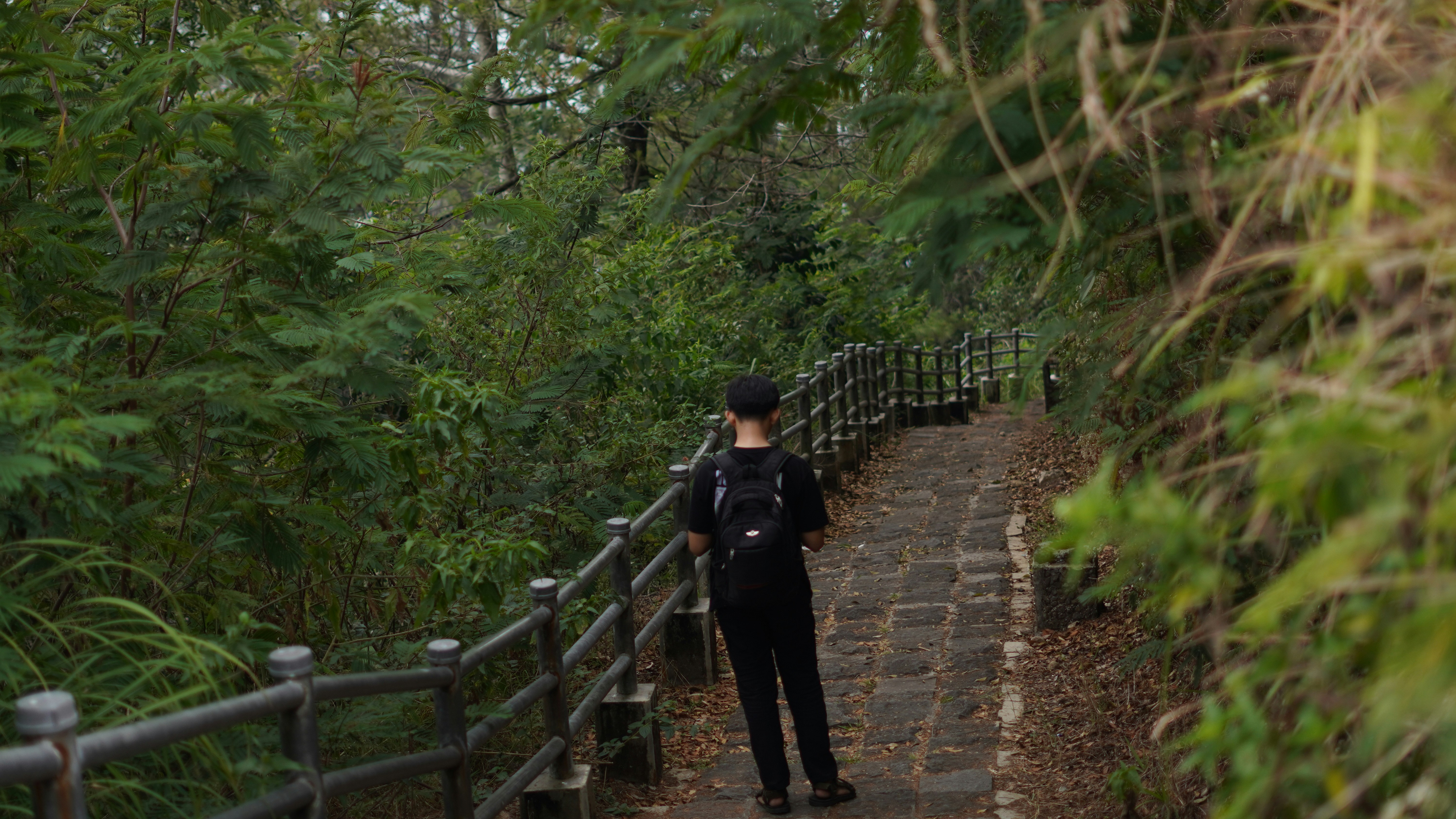  solitary hiker on a forested boardwalk