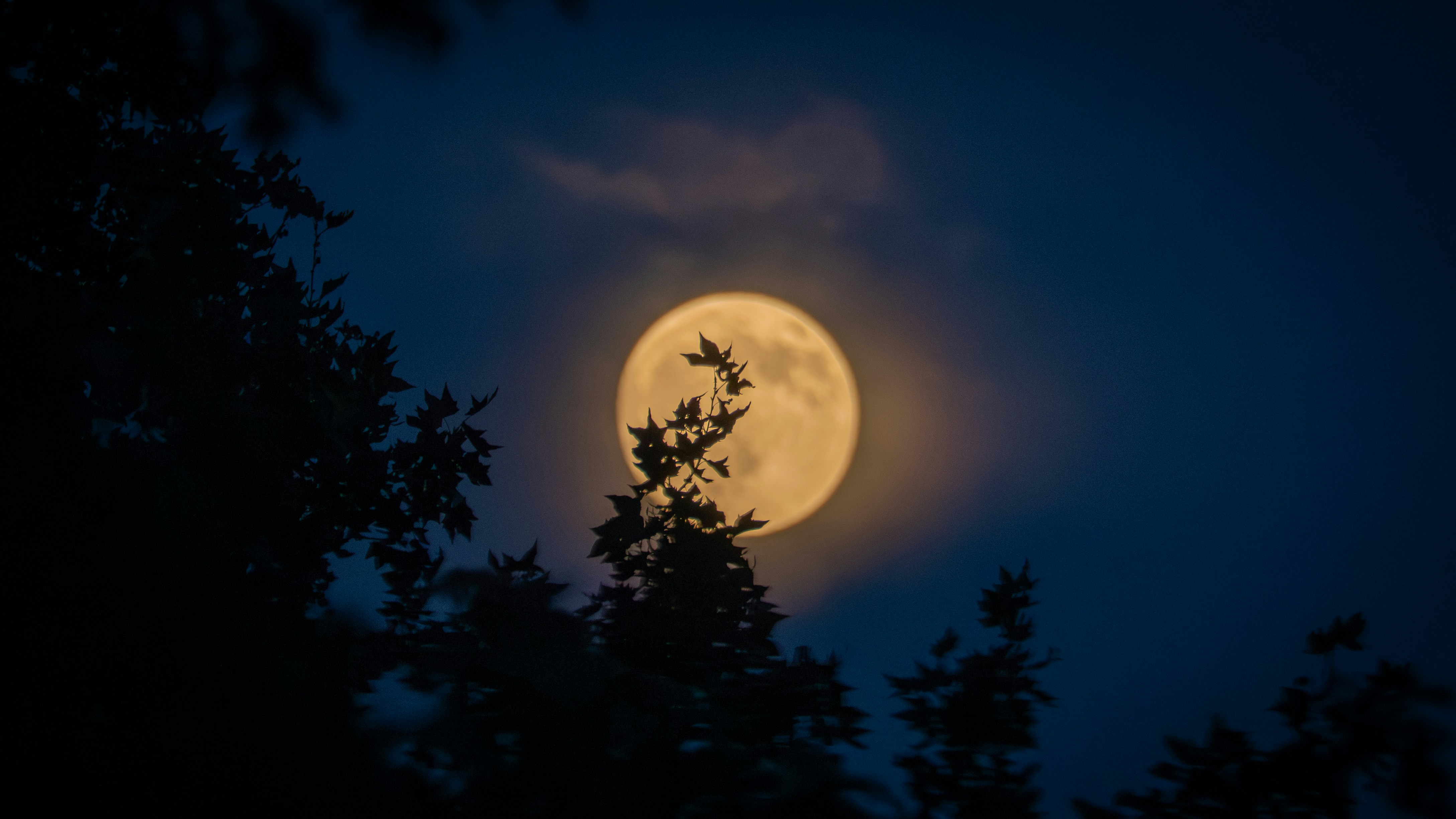 Full moon glows through a dark, cloud-softened sky with silhouettes of pine trees in the foreground. A serene night scene emphasizing natural nocturnal light and atmospheric depth.