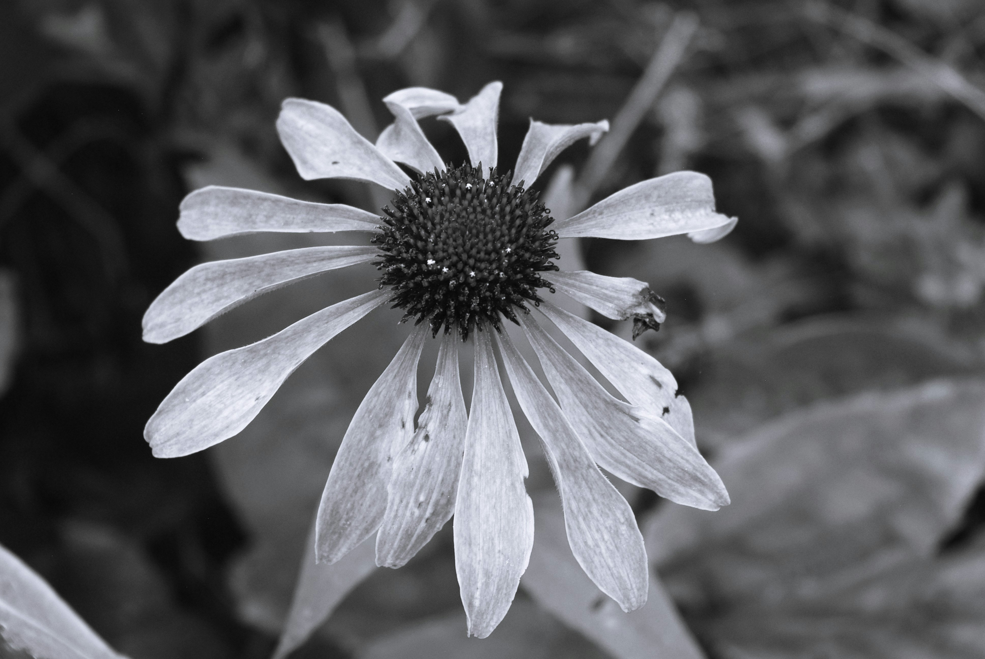 Bloom in grayscale: central bloom against soft background